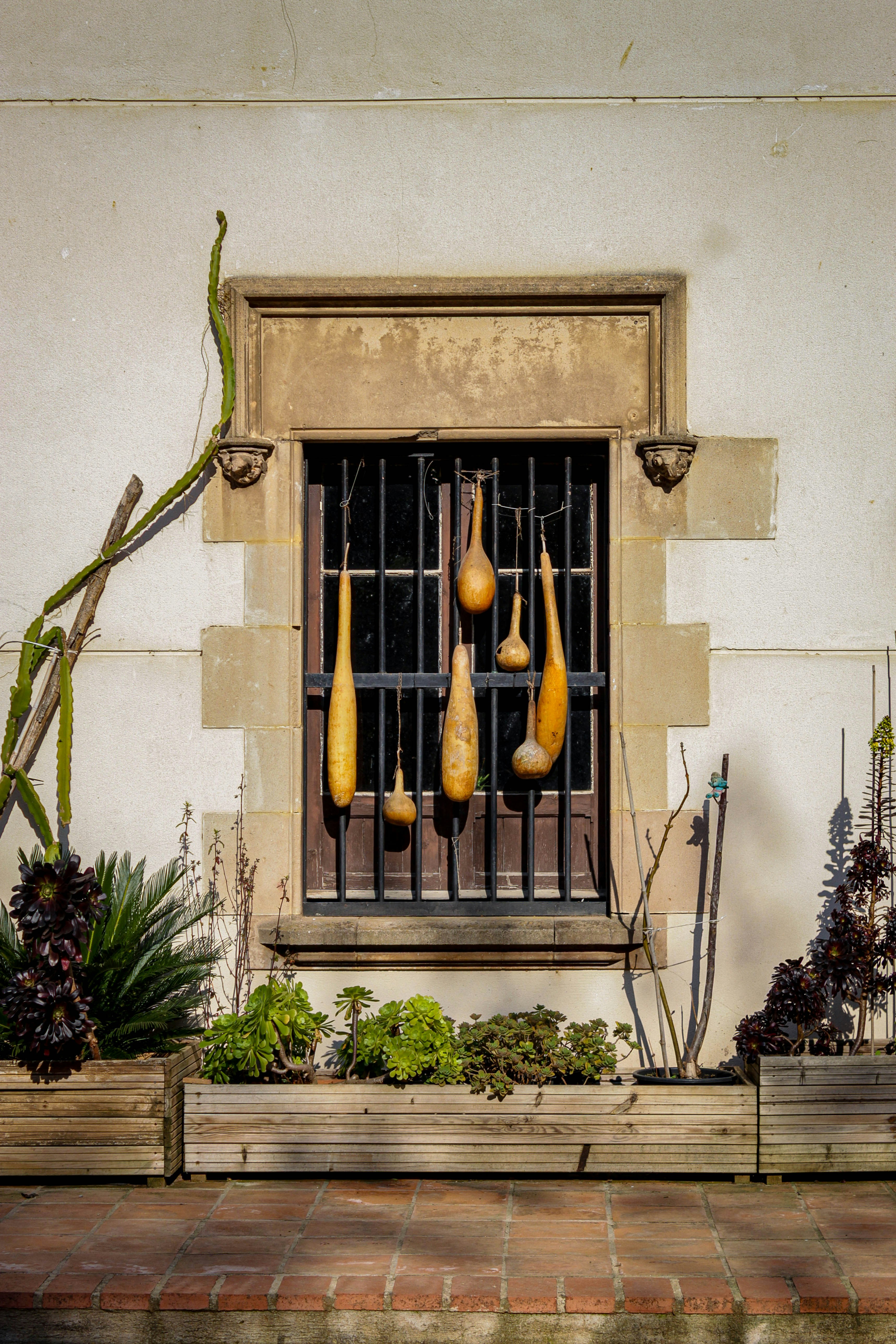 Gilded Persimmon Strings: A Window Garden with Hanging Gourds