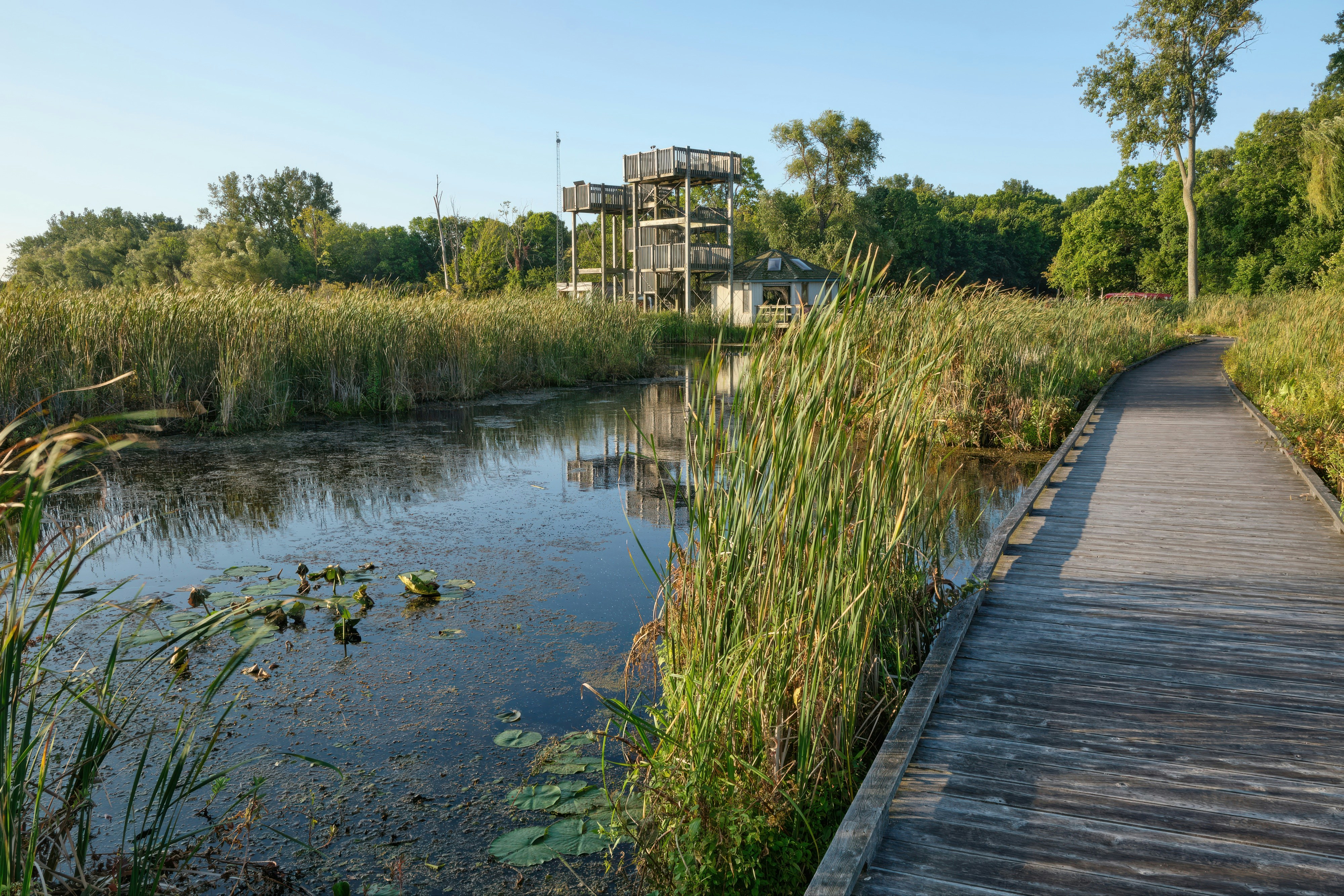 Boardwalk Through Marsh to the Watchtower