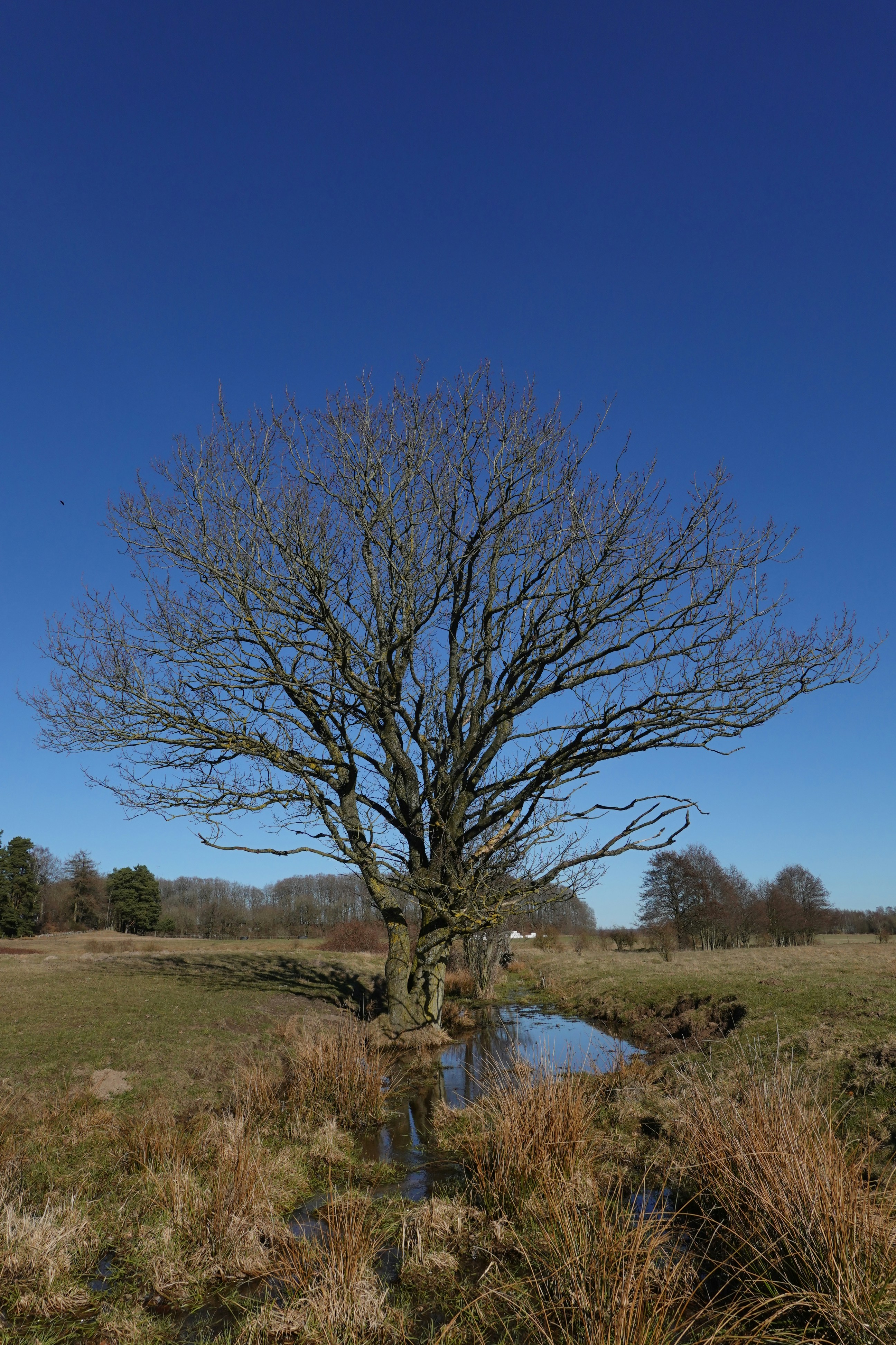 The Lone Tree Beside a Quiet Stream Under a Crisp Blue Sky