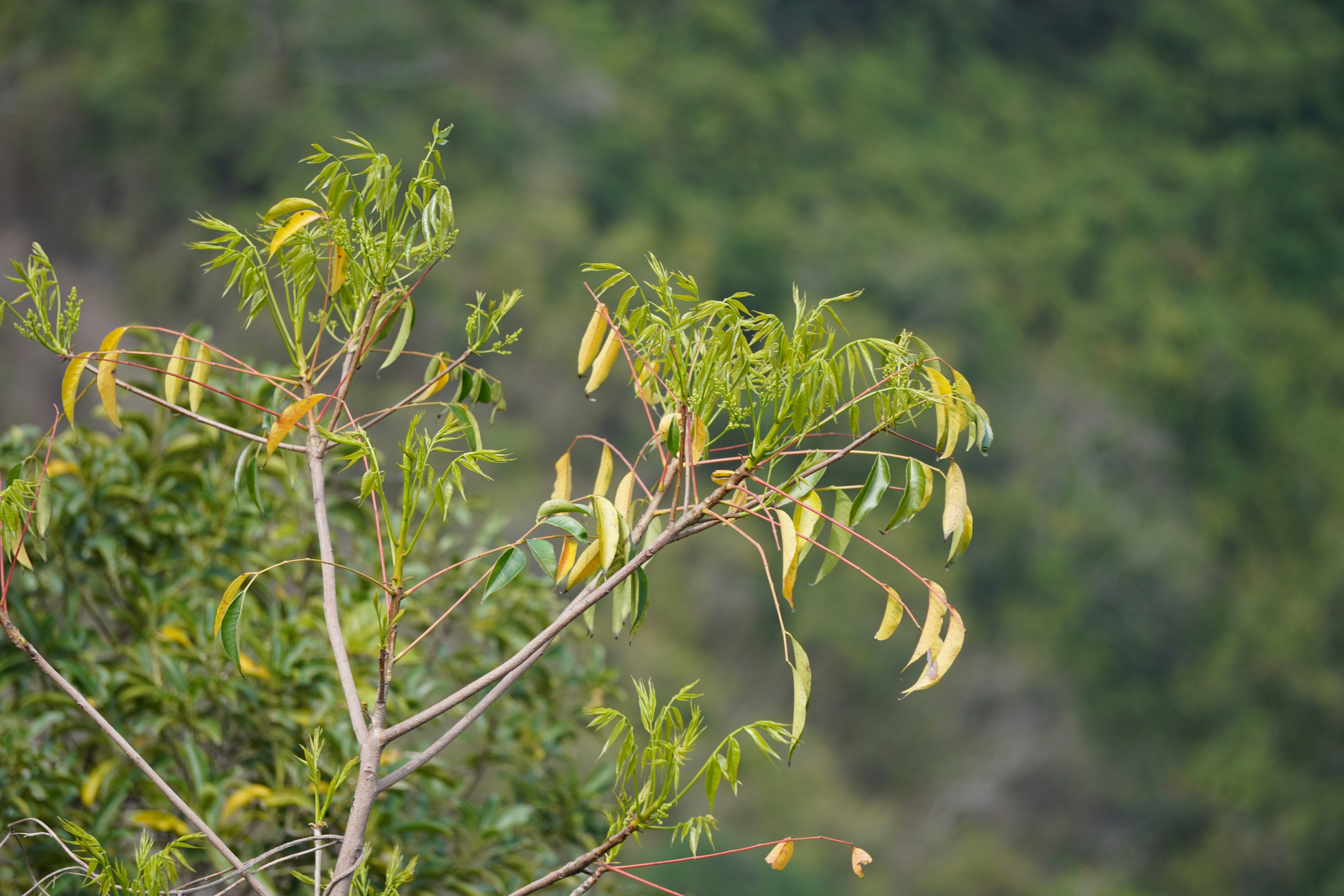 Young branch reaching toward the hillside canopy