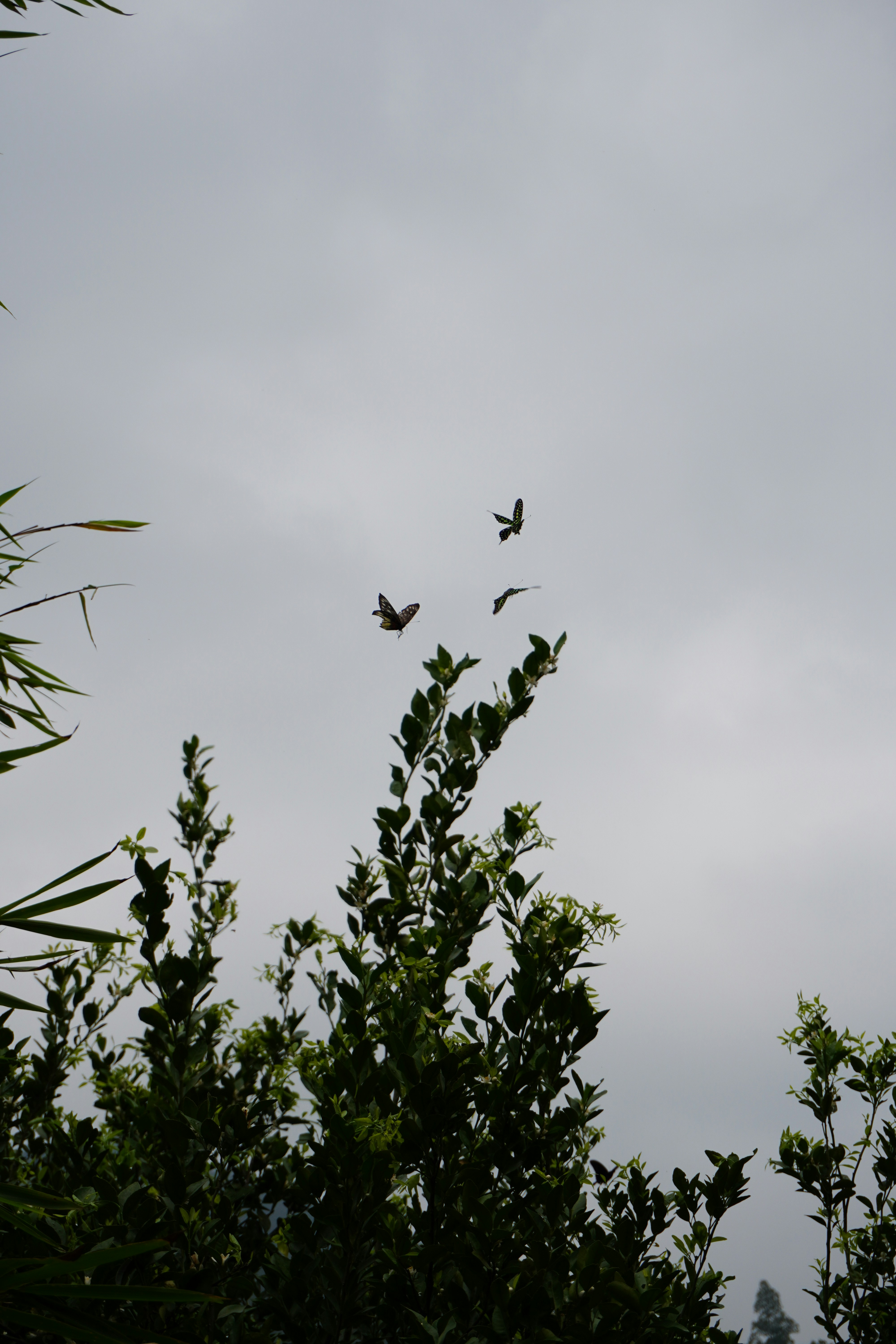Soaring Moments: A Pair of Hummingbirds Above Quiet Foliage