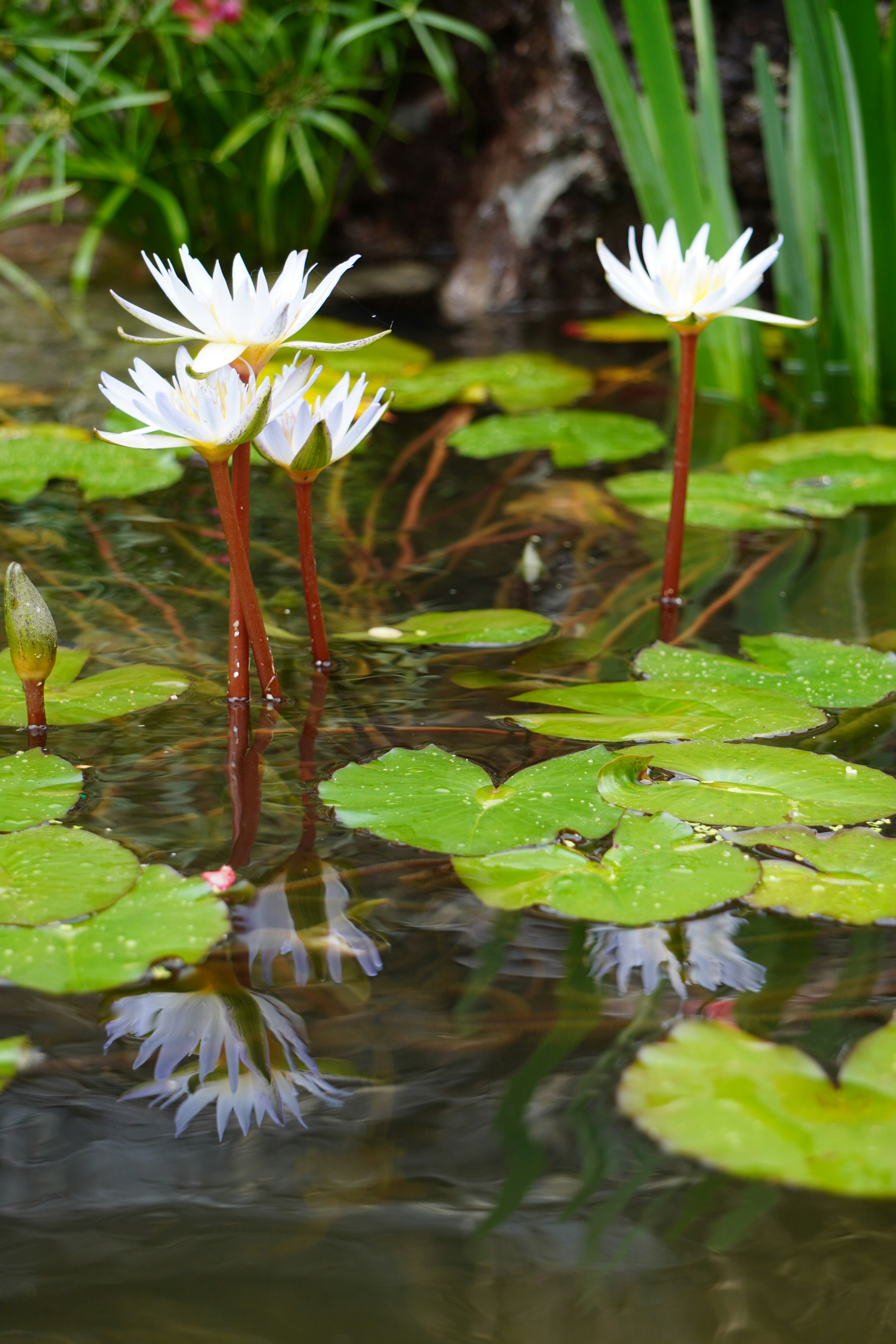 White Water Lilies Reach Toward the Light