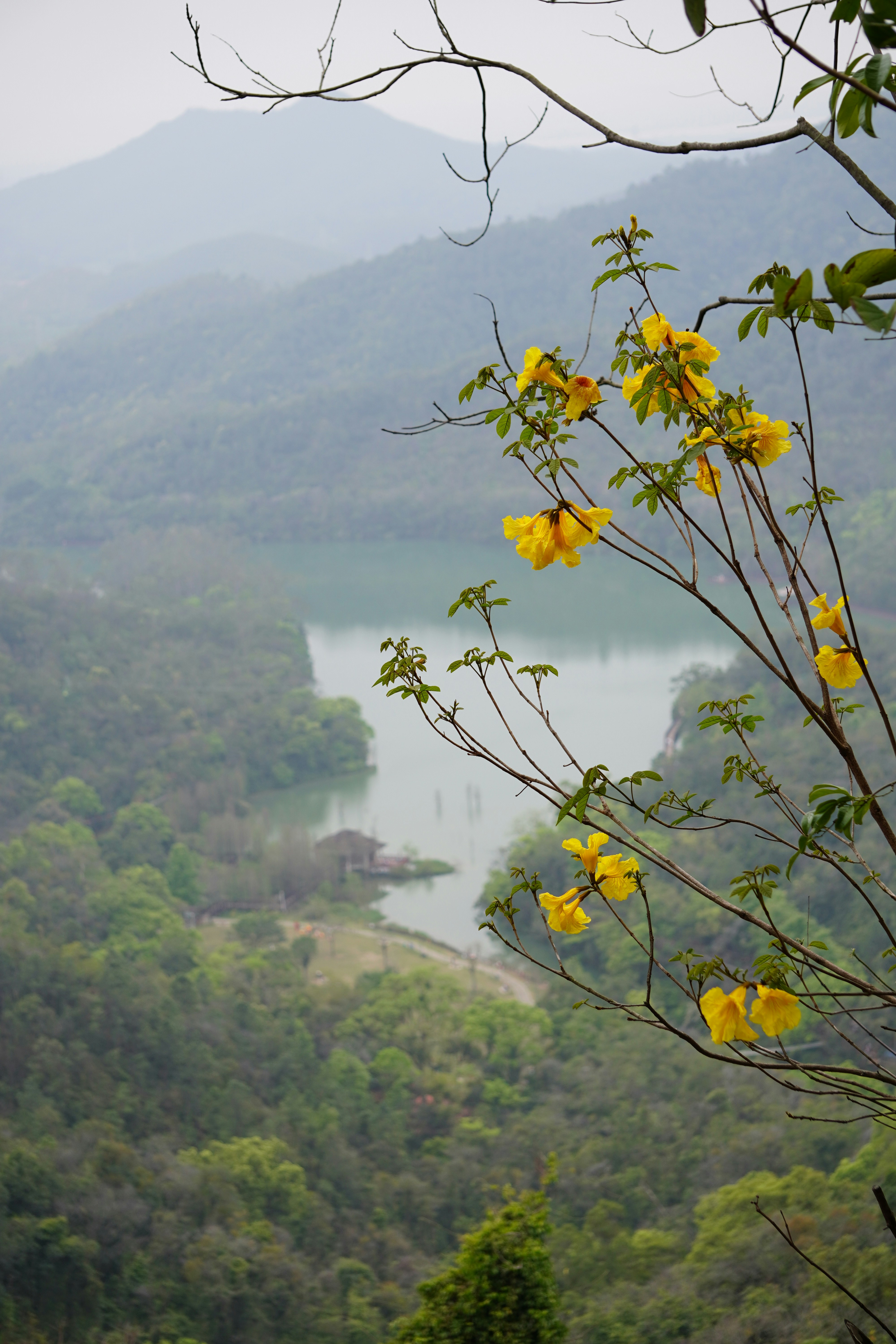 Yellow Cape: Branches with Golden Blooms Framing a Mountain Lake View