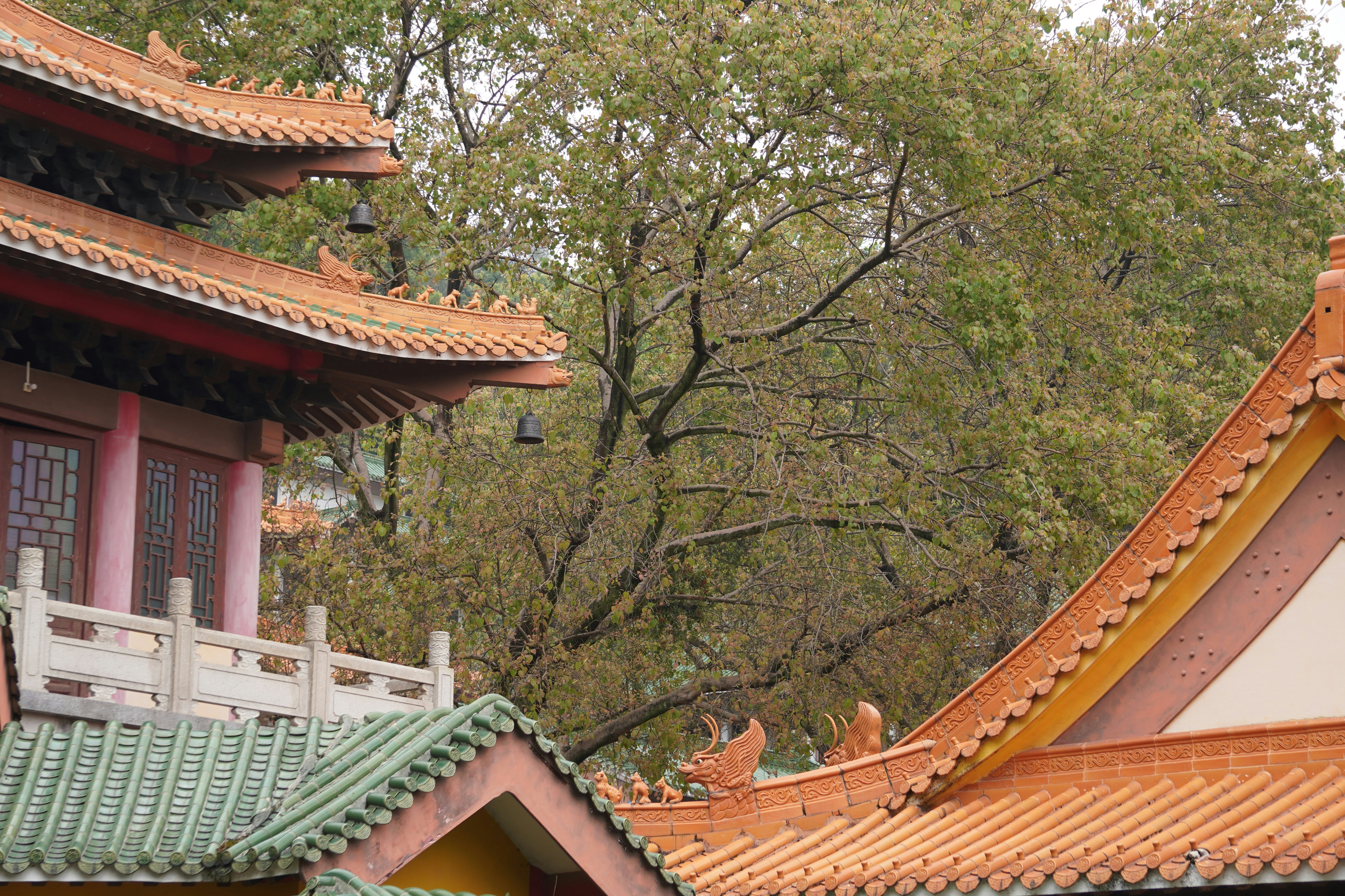 Cornered Rooftops: A Quiet Shrine Between Tiles