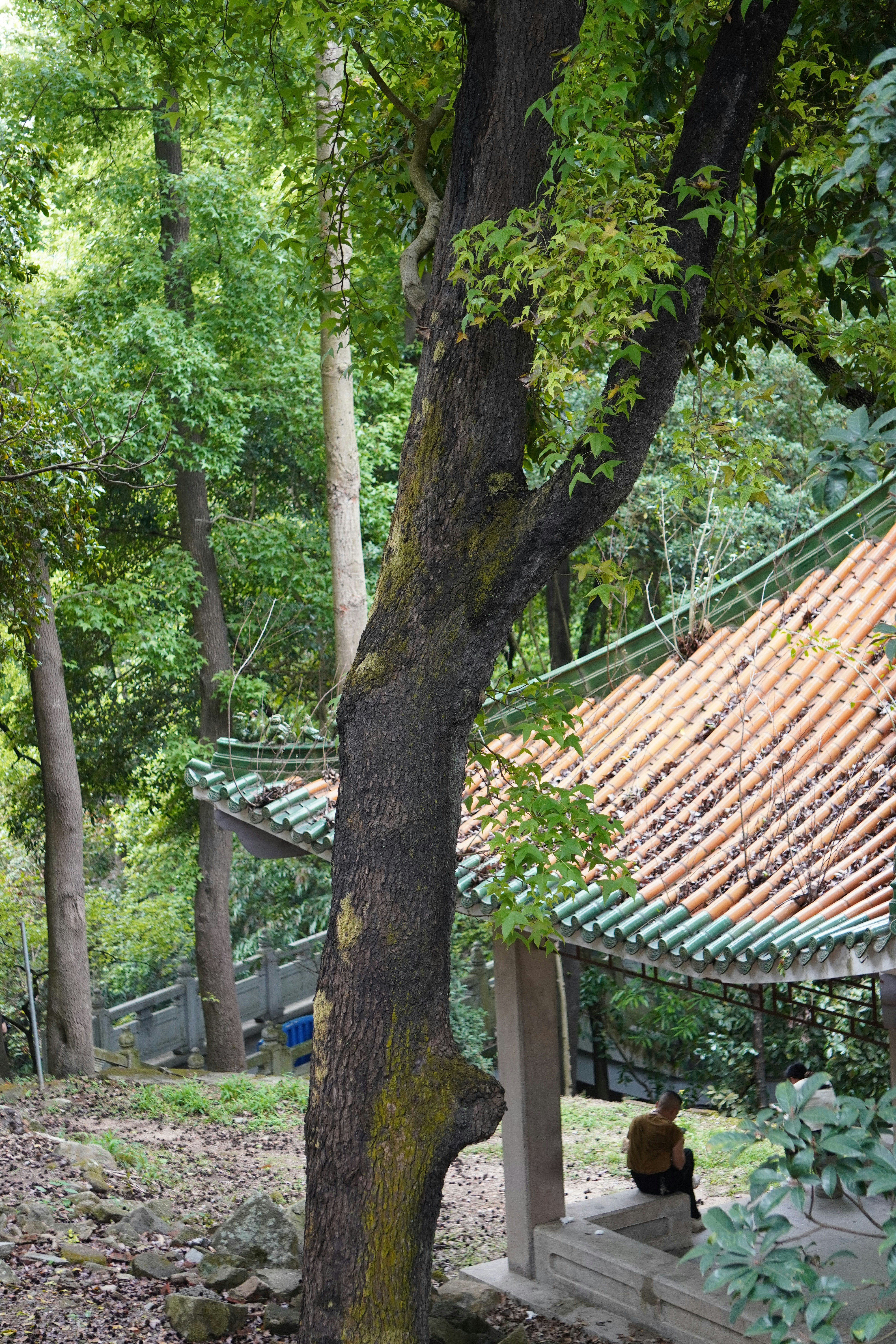 Tree-Linked Terrace: a Quiet Moment by the Shrine Roof