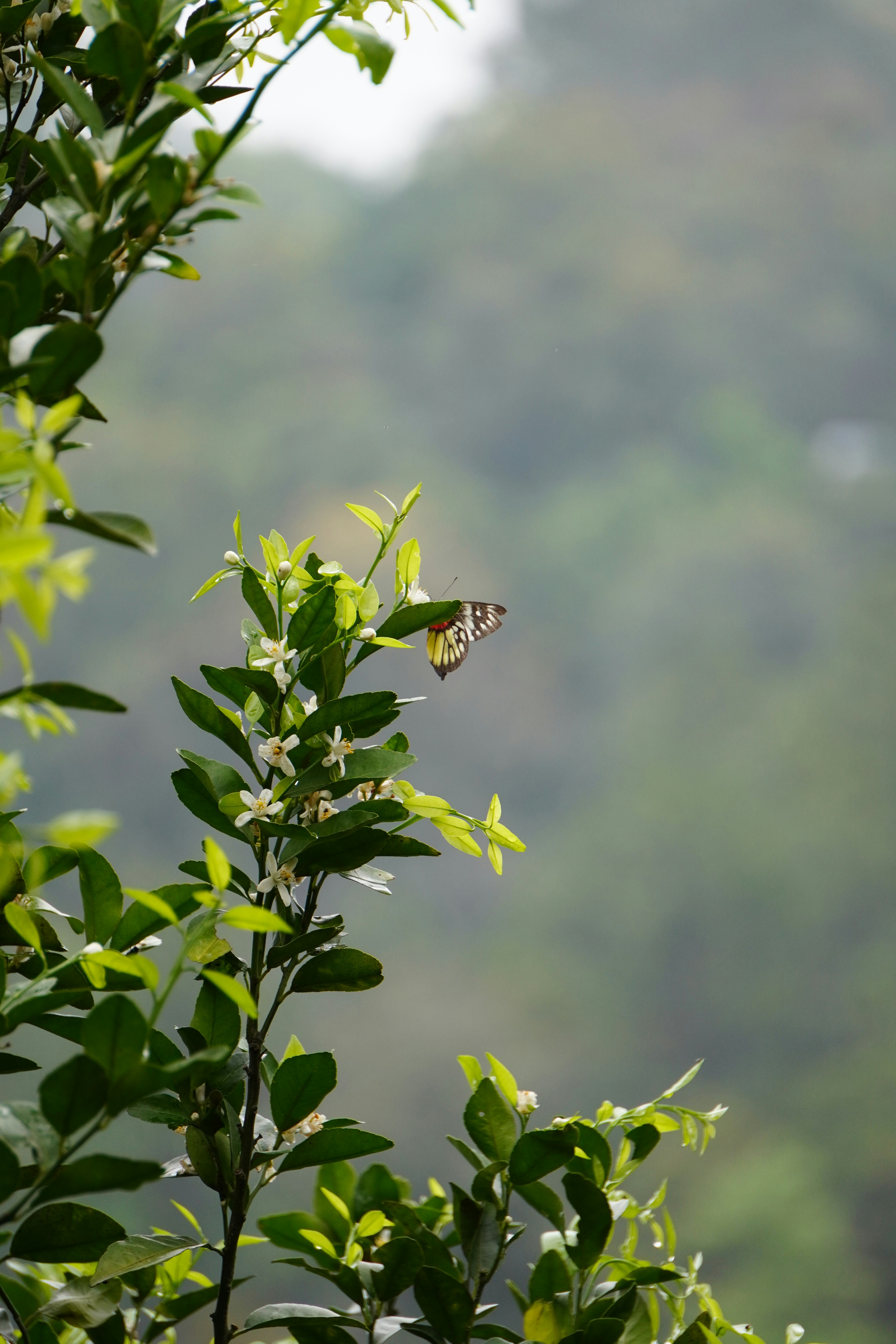 Butterfly on a Green Bud: Quiet Focus on a Leafy Glimpse