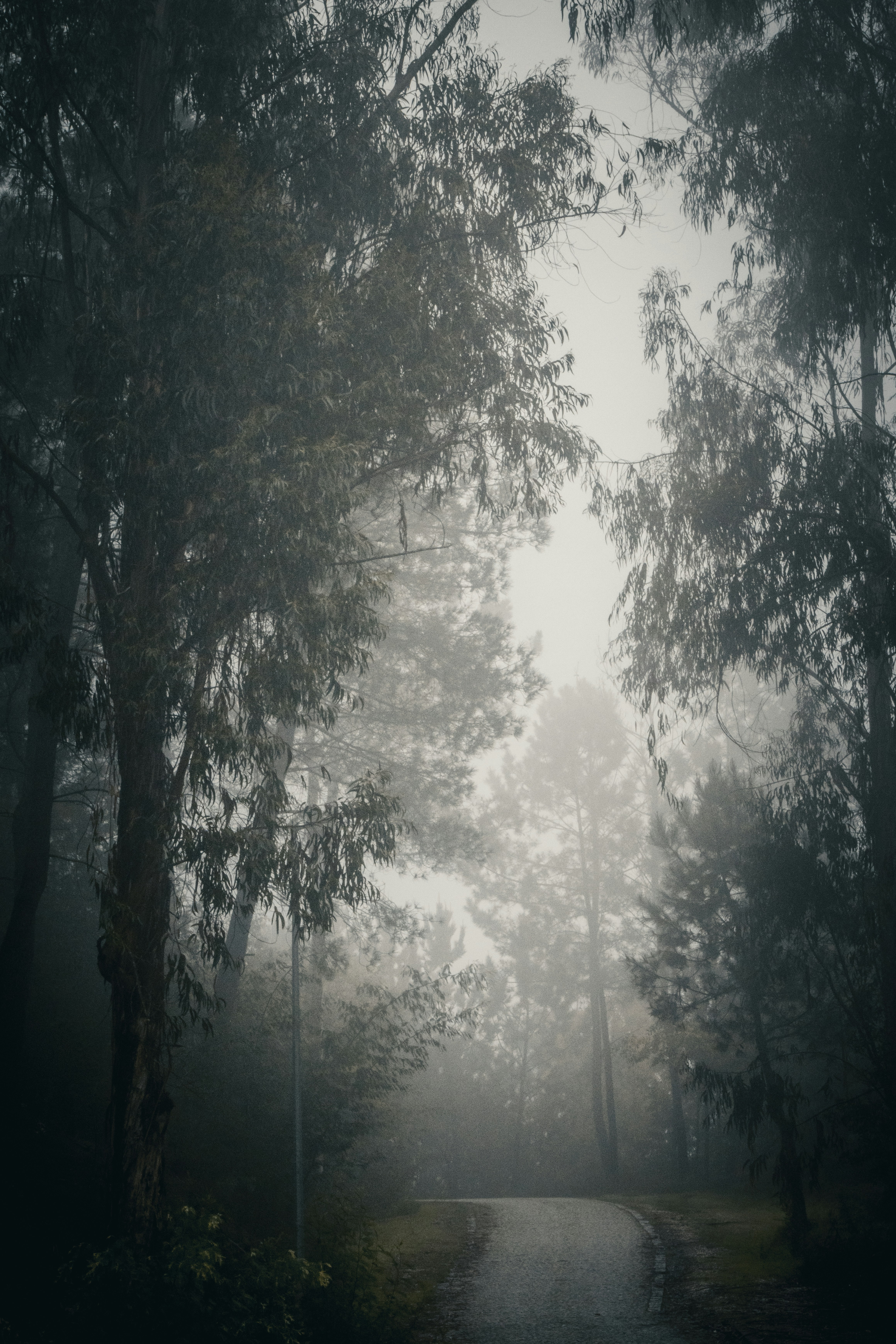 Misty Corridor: A Quiet Path Through Enshrouded Pines