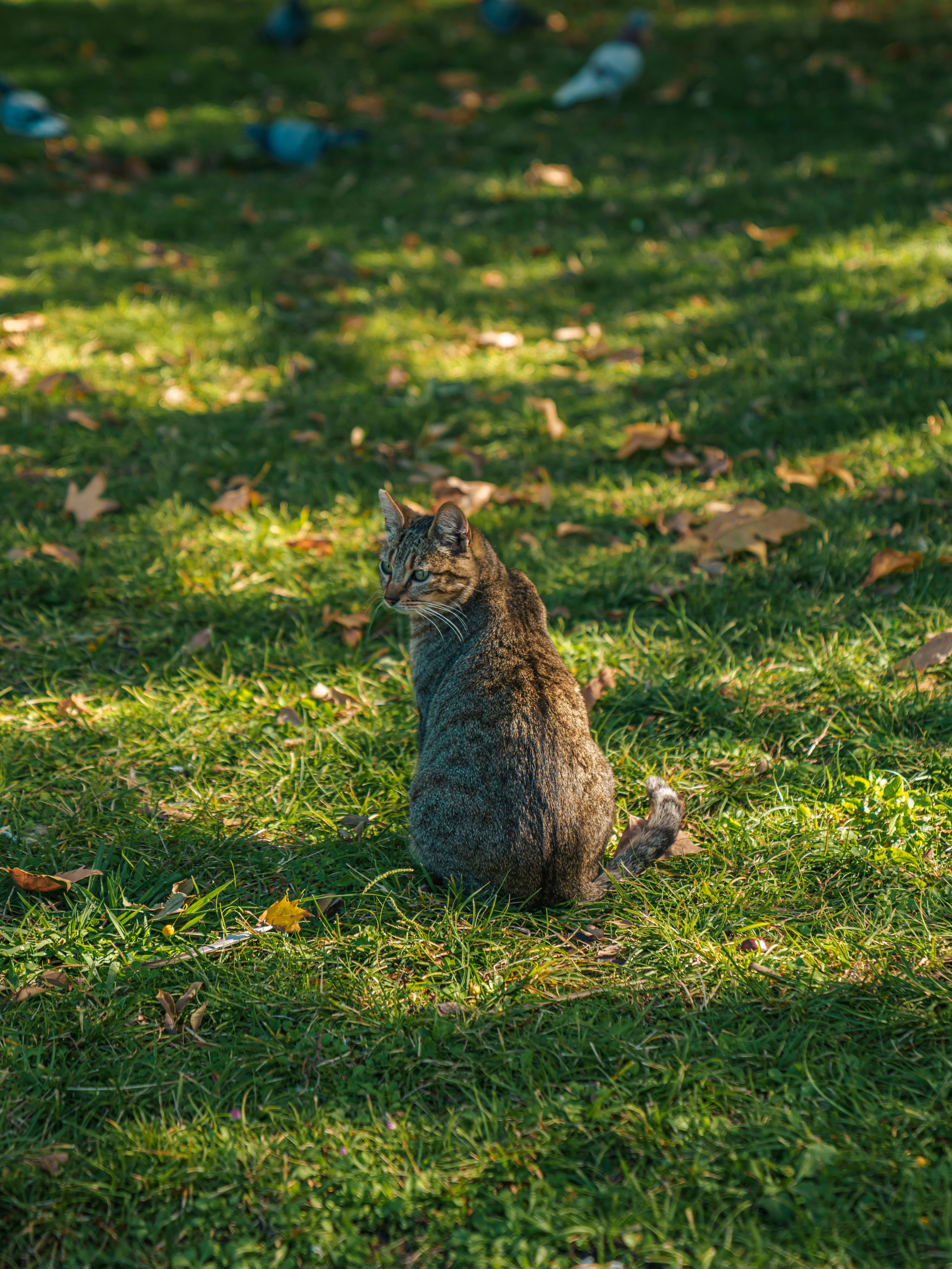Sunlit Sentry: A Cat Lounges in Autumn Grass