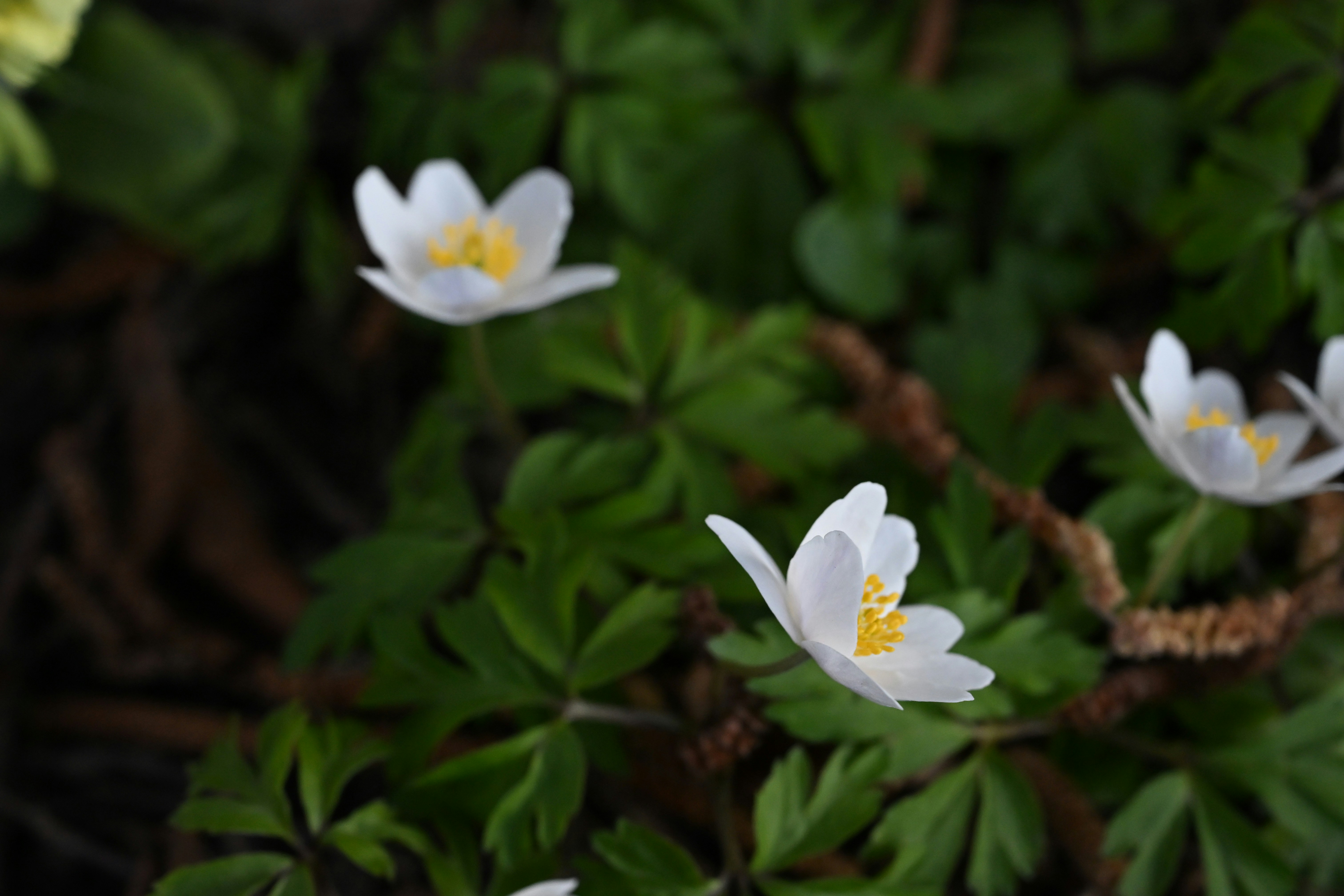 White Anemone Blooming Among Dark Green Foliage