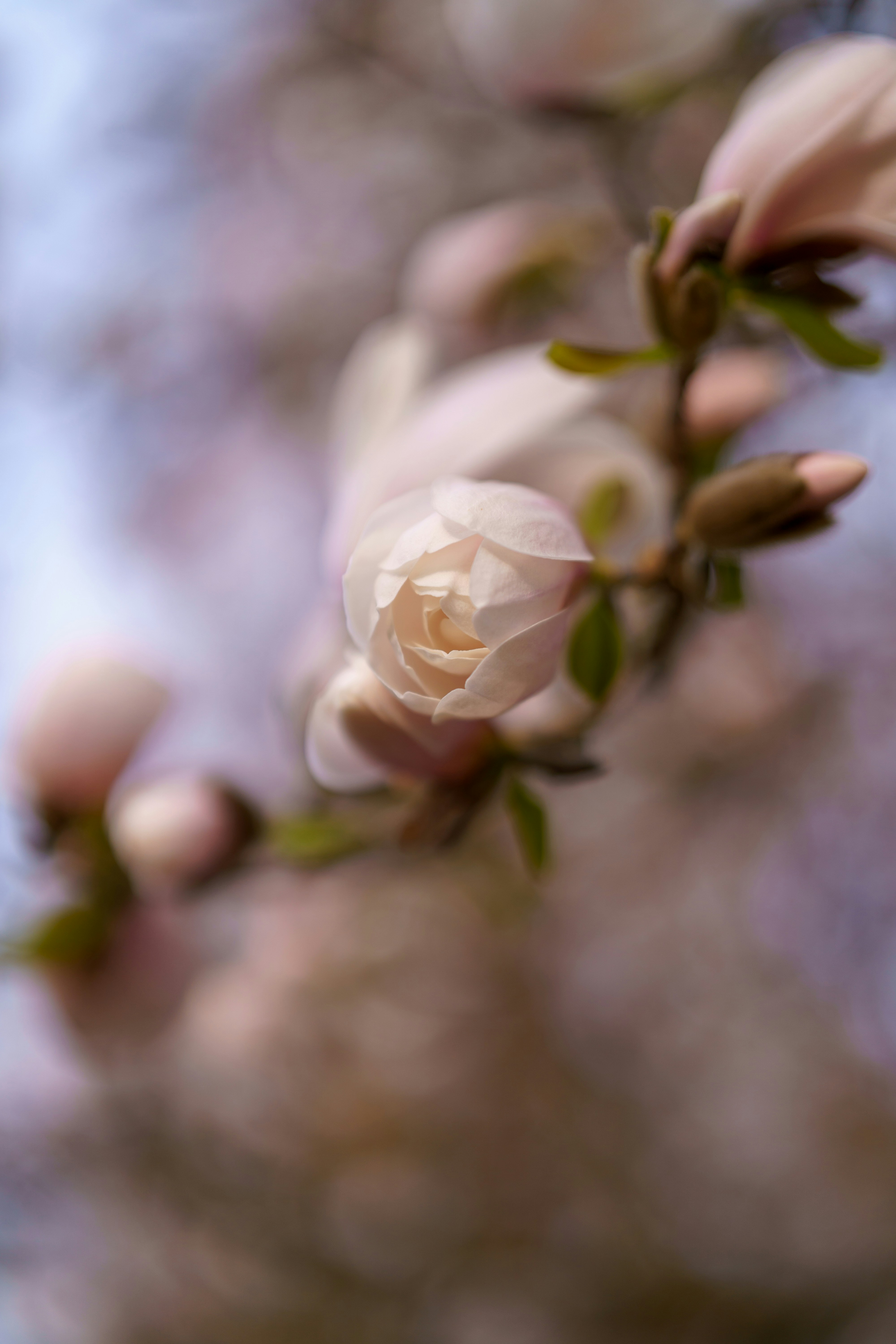 Soft Bloom: A Close-Up of Spring's First Rosebud