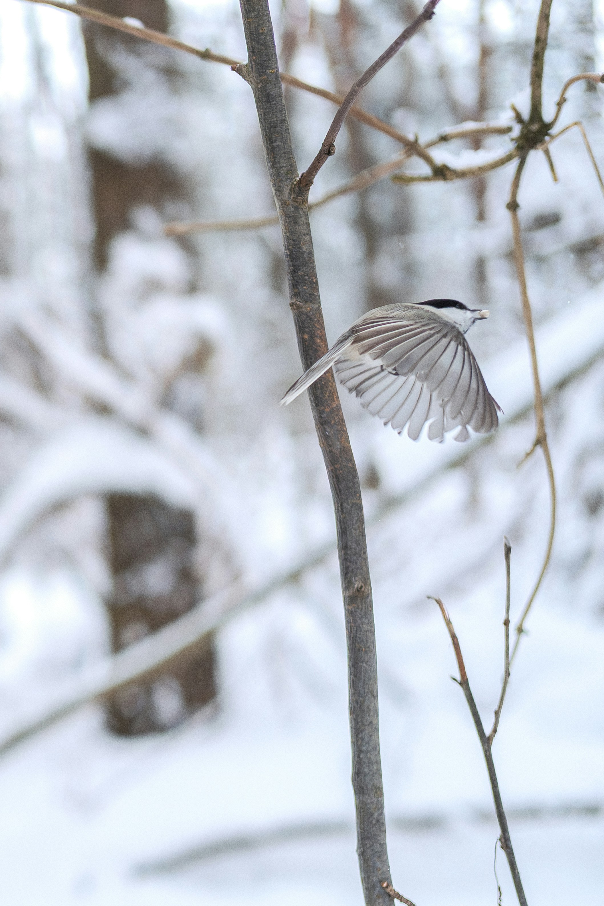Winged Blur of Winter: A Small Songbird in Flight Among Bare Branches