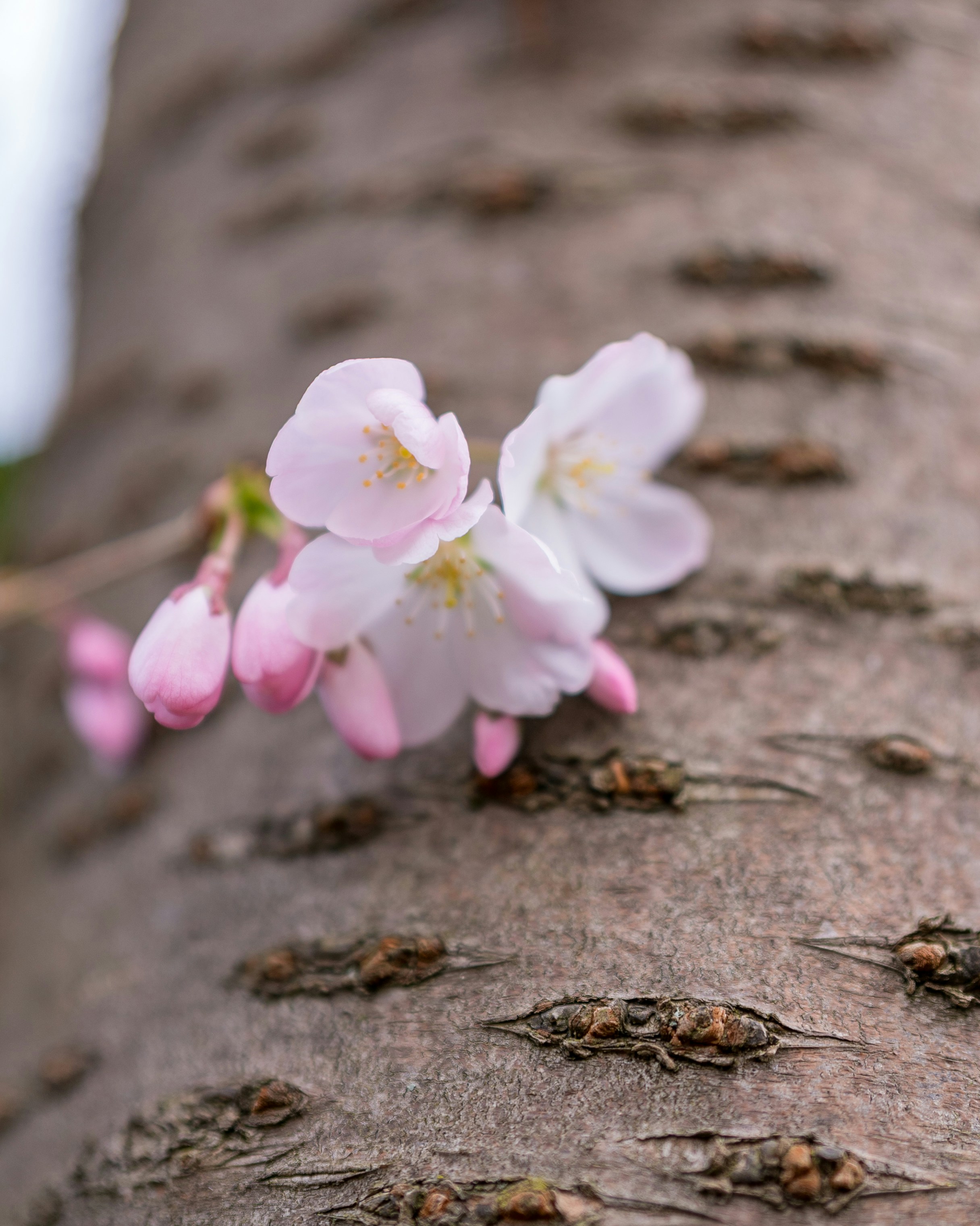 Blossoms Adrift on Bark