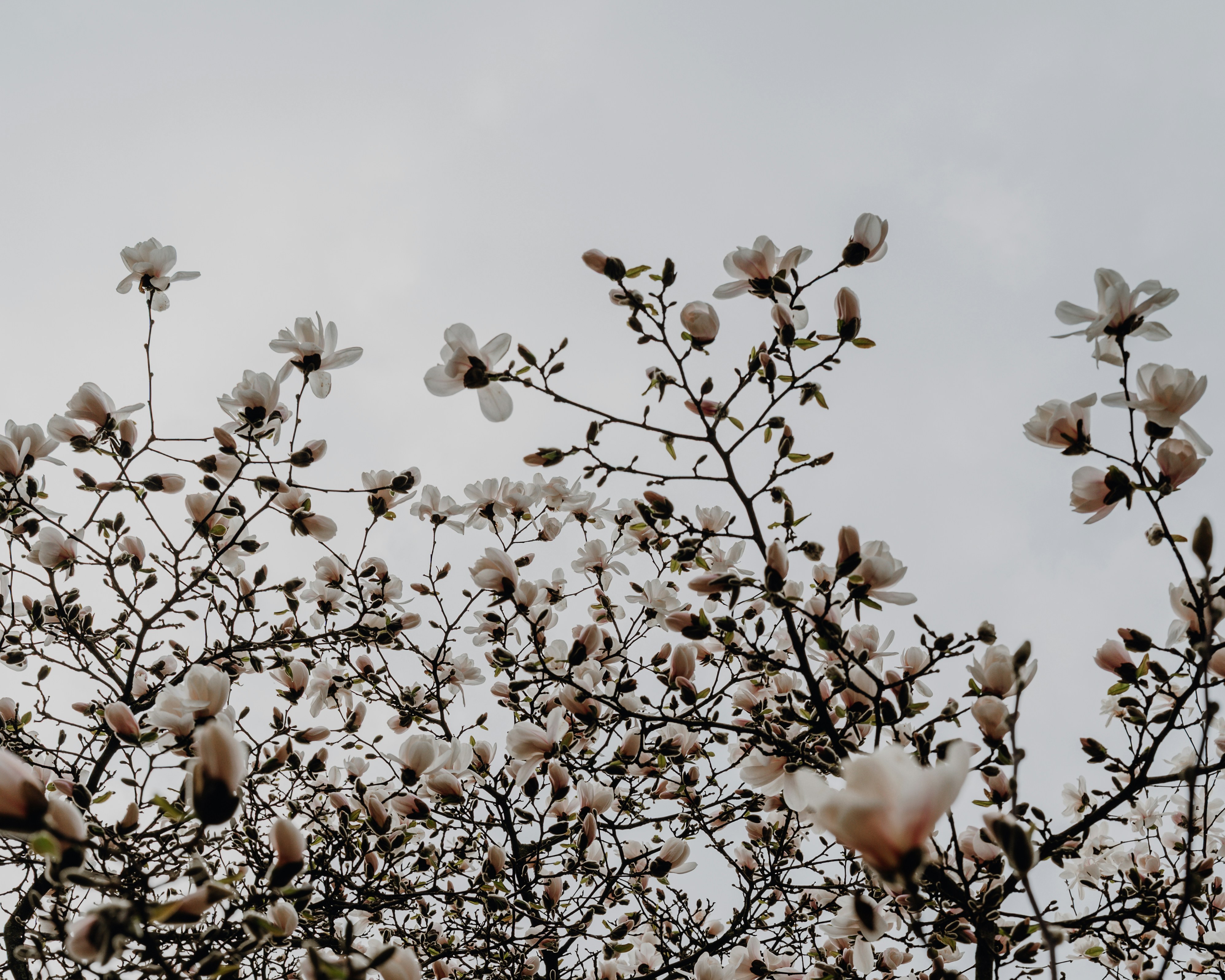 Blooming Canopy Against a Soft Sky