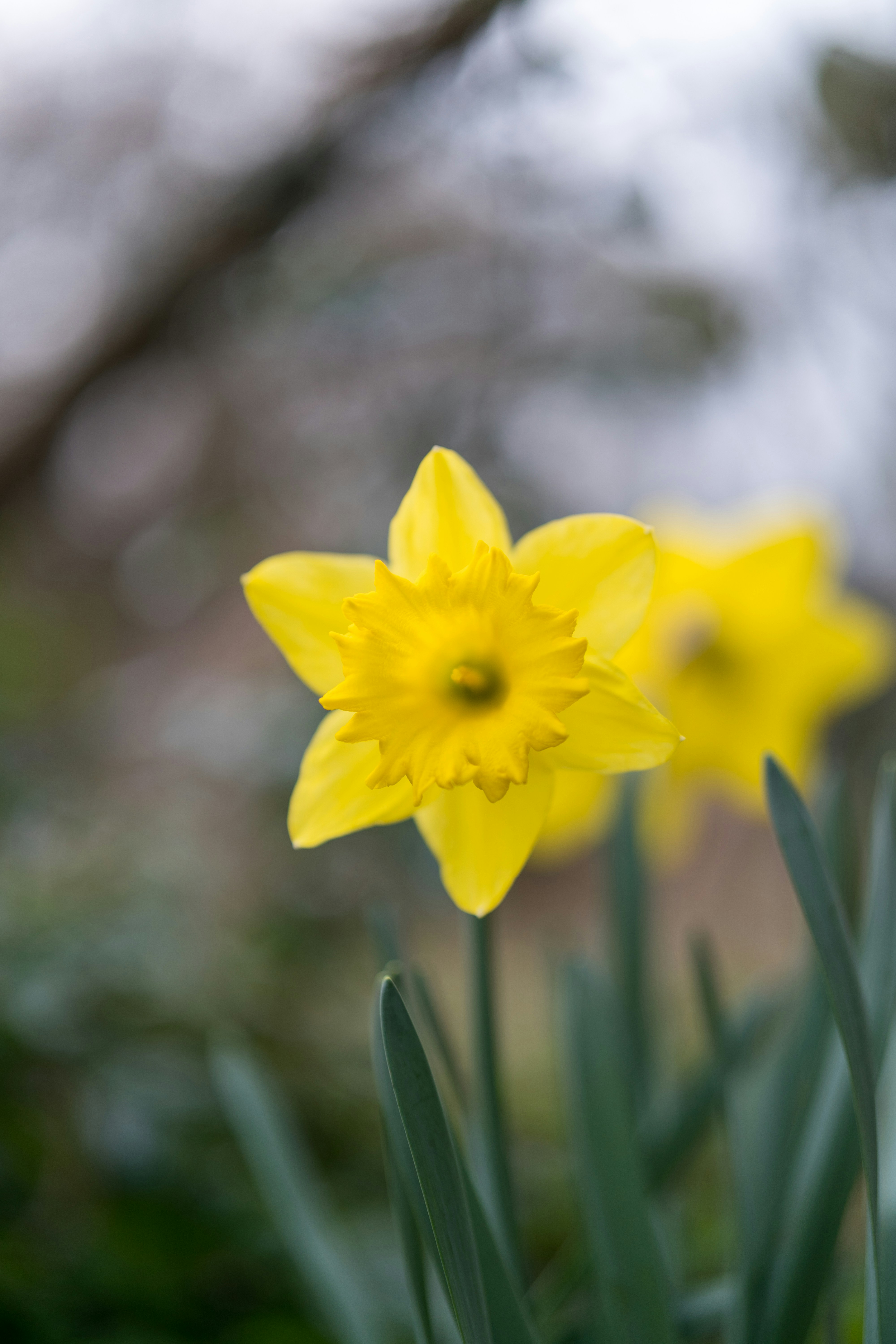 Sunlit Narcissus in Focus: A Bright Blossom Framed by Soft Blur