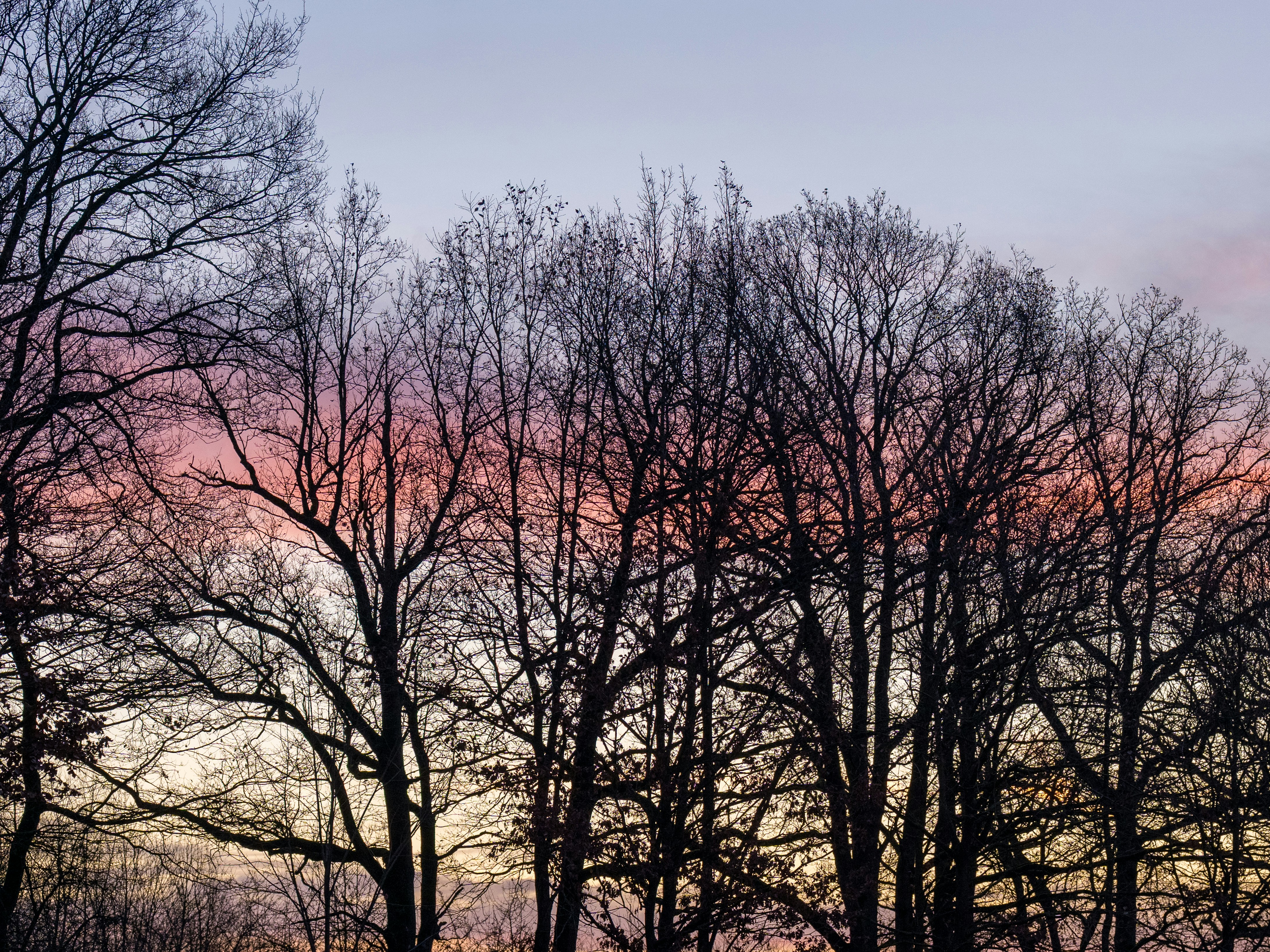 Silhouetted Winter Trees at Painted Sunset