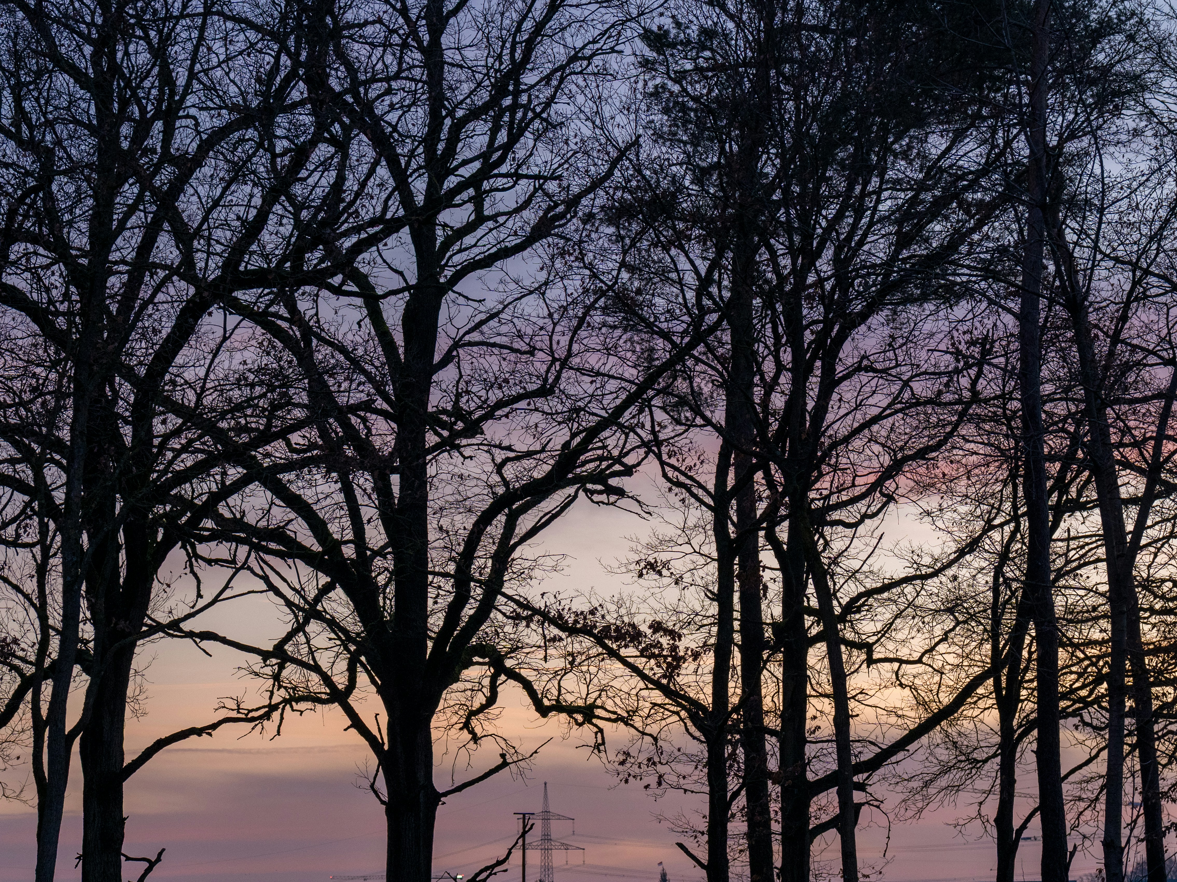 Twilight Veil Through Bare Branches