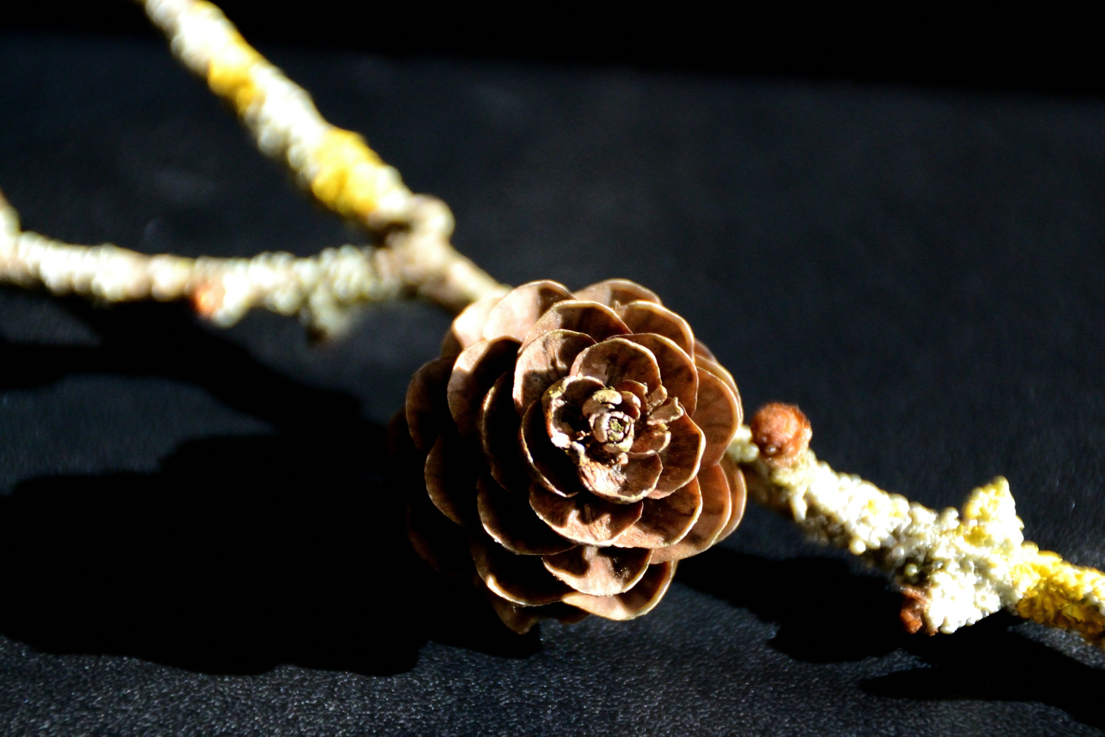Midnight Pine: A Pinecone on a Velvet Black