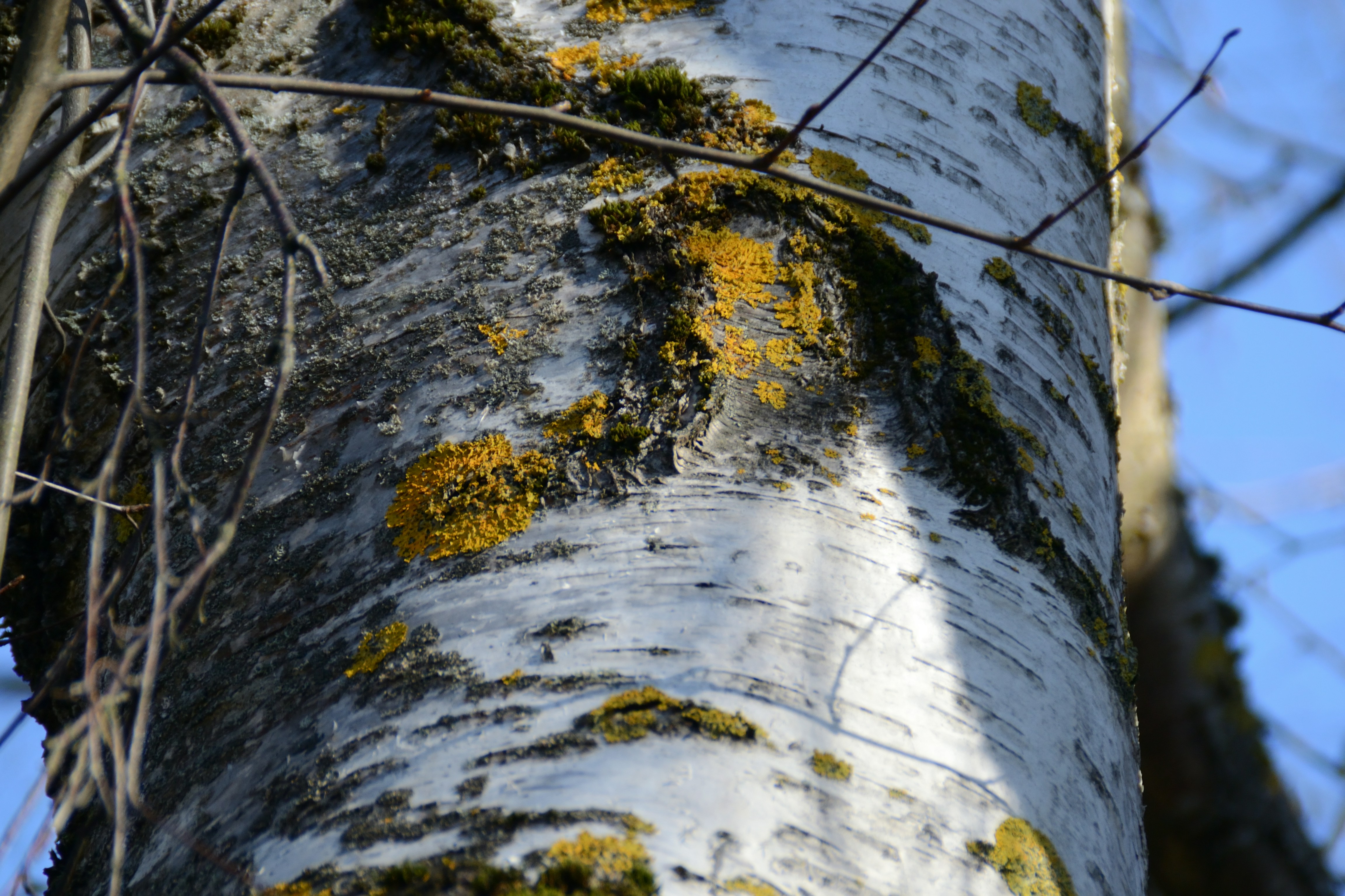 Moss-Cpeled Birch Bark in Clear Sky