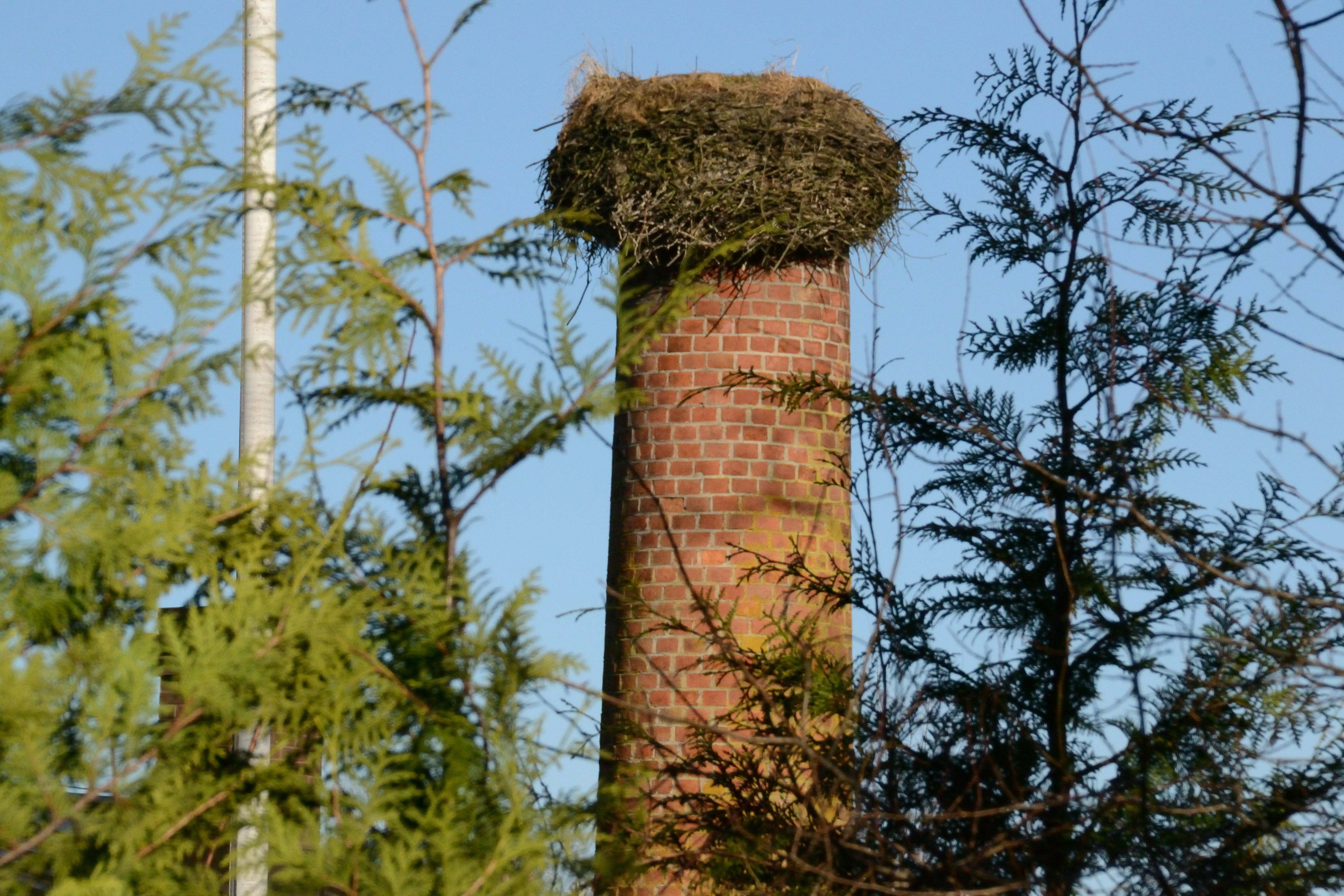 Nestful Chimney: A Bird's Nest Crowned Brick Tower Against Sky