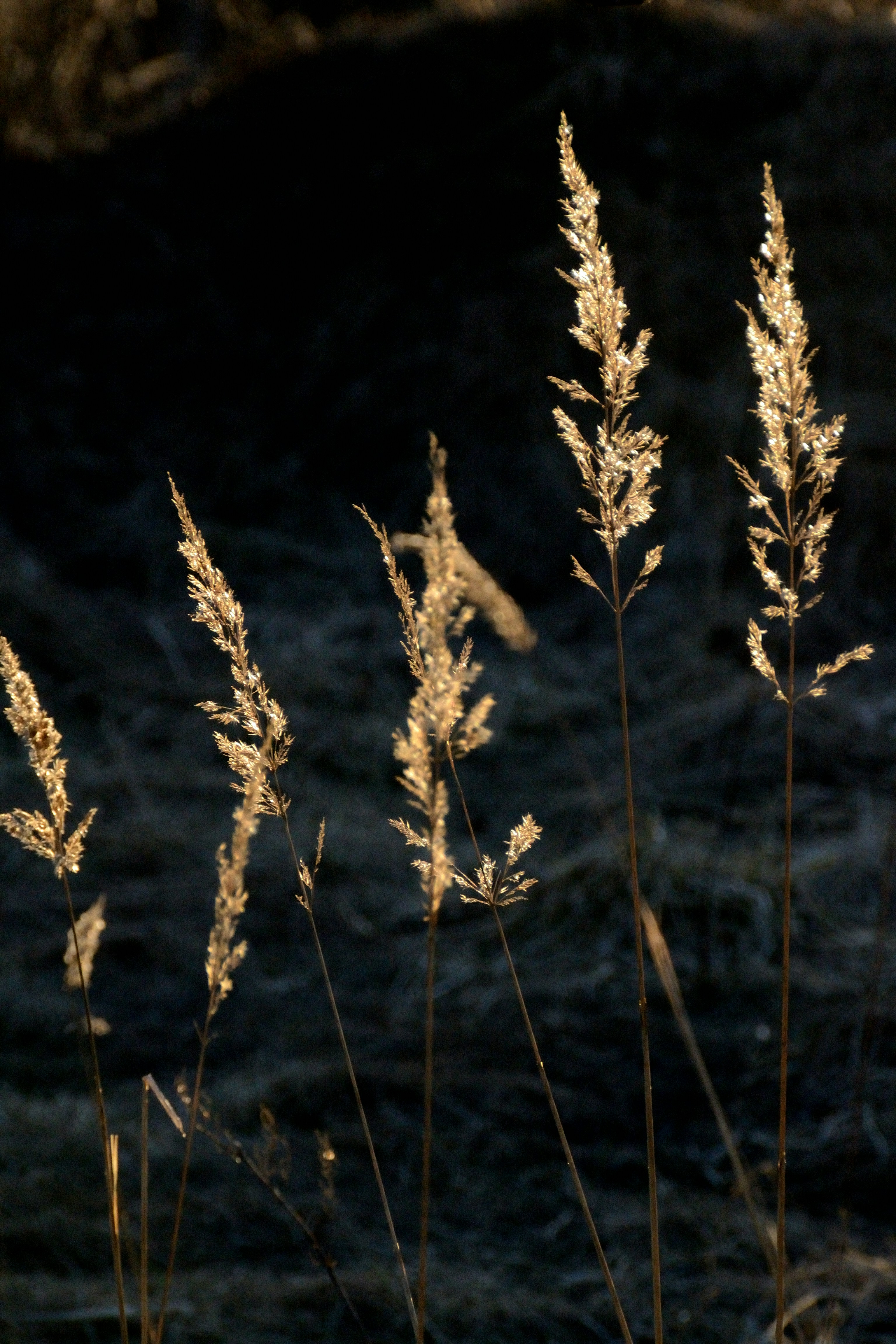 Backlit Reed Silhouettes Against Quiet Dark