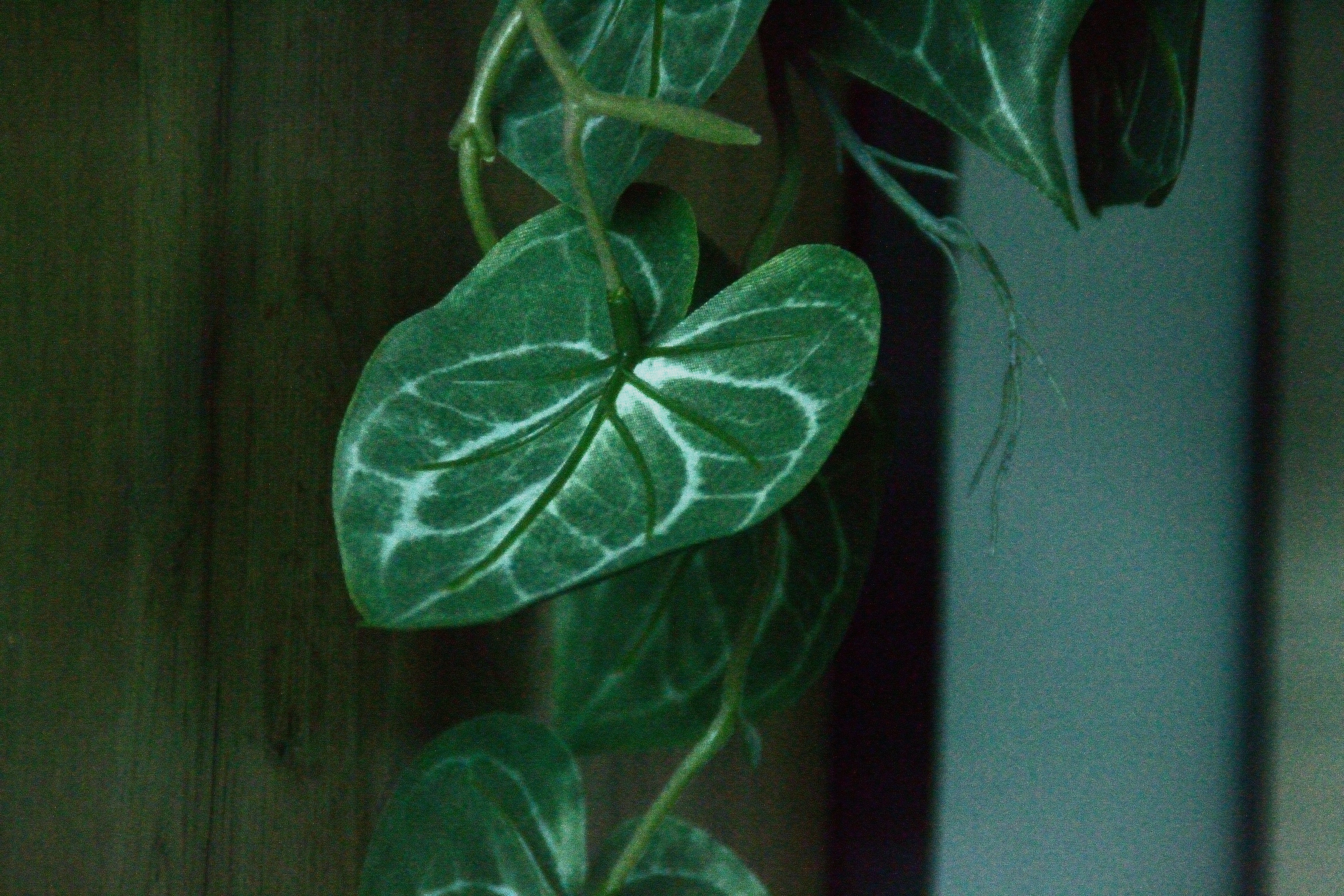 Green Heartvine Climbing Along a Moonlit Panel