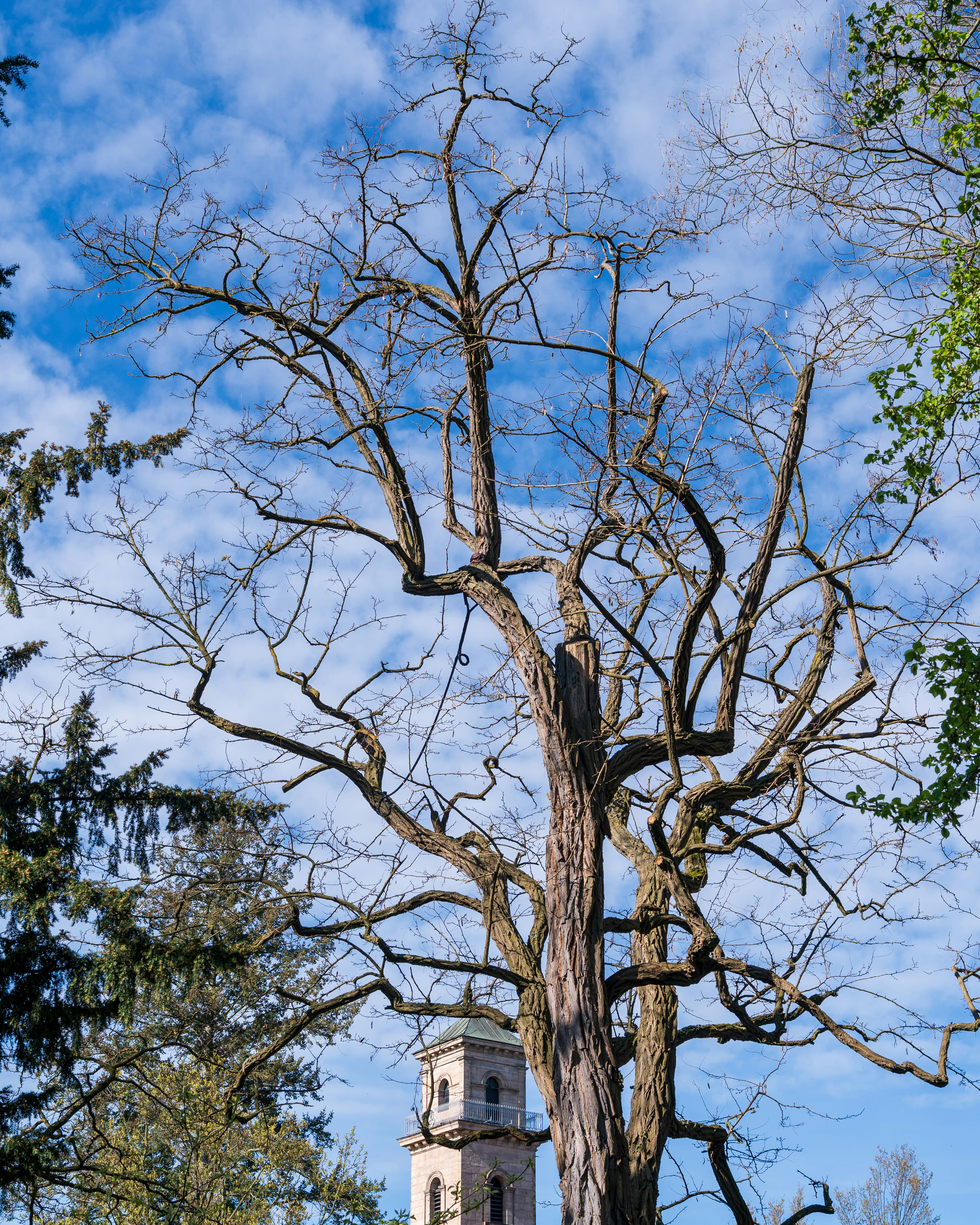 Lifelines of a Bare Branches: A Clocktower Peeks Through the Winter Tree