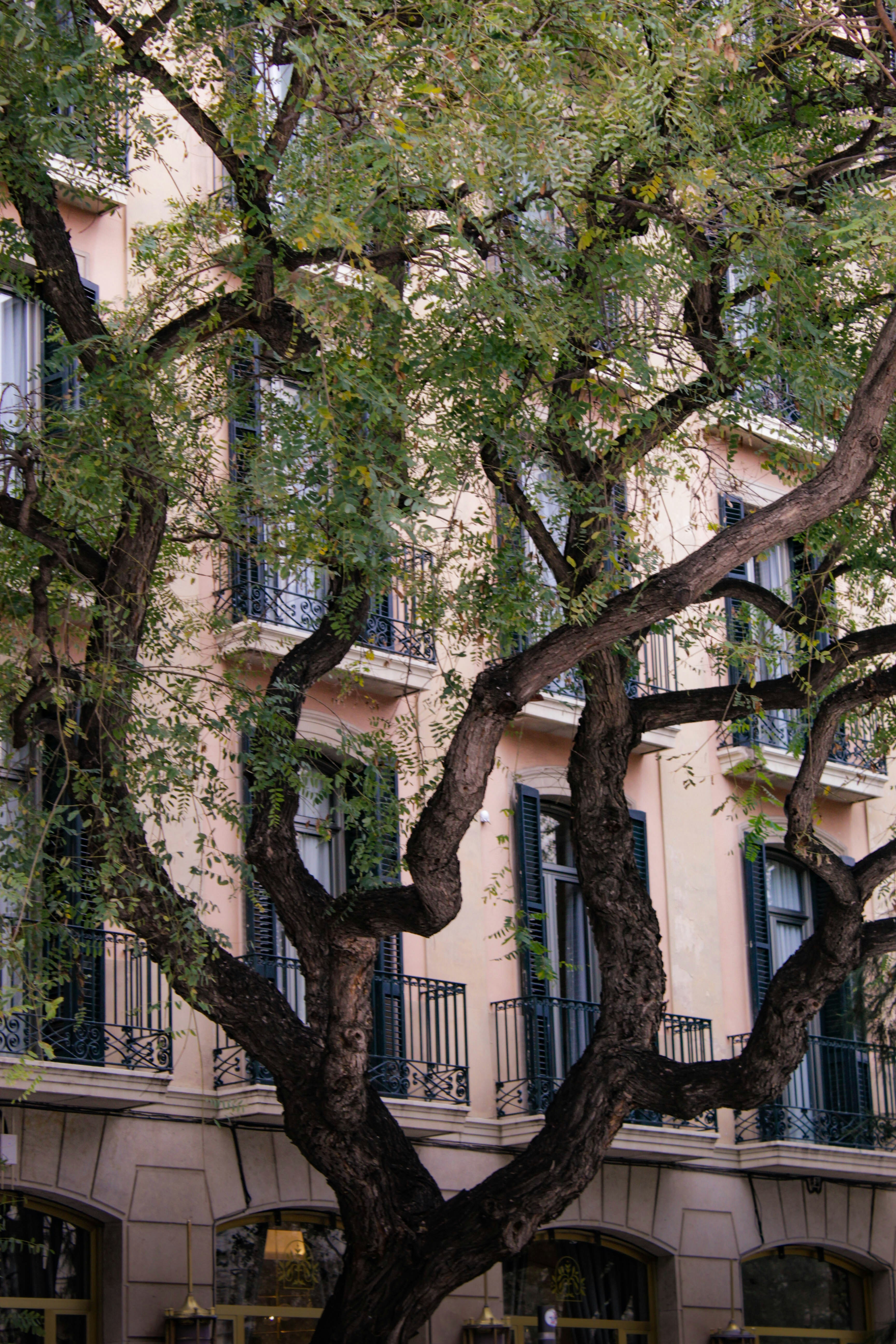 Cascading Foliage Over a Classic European Facade