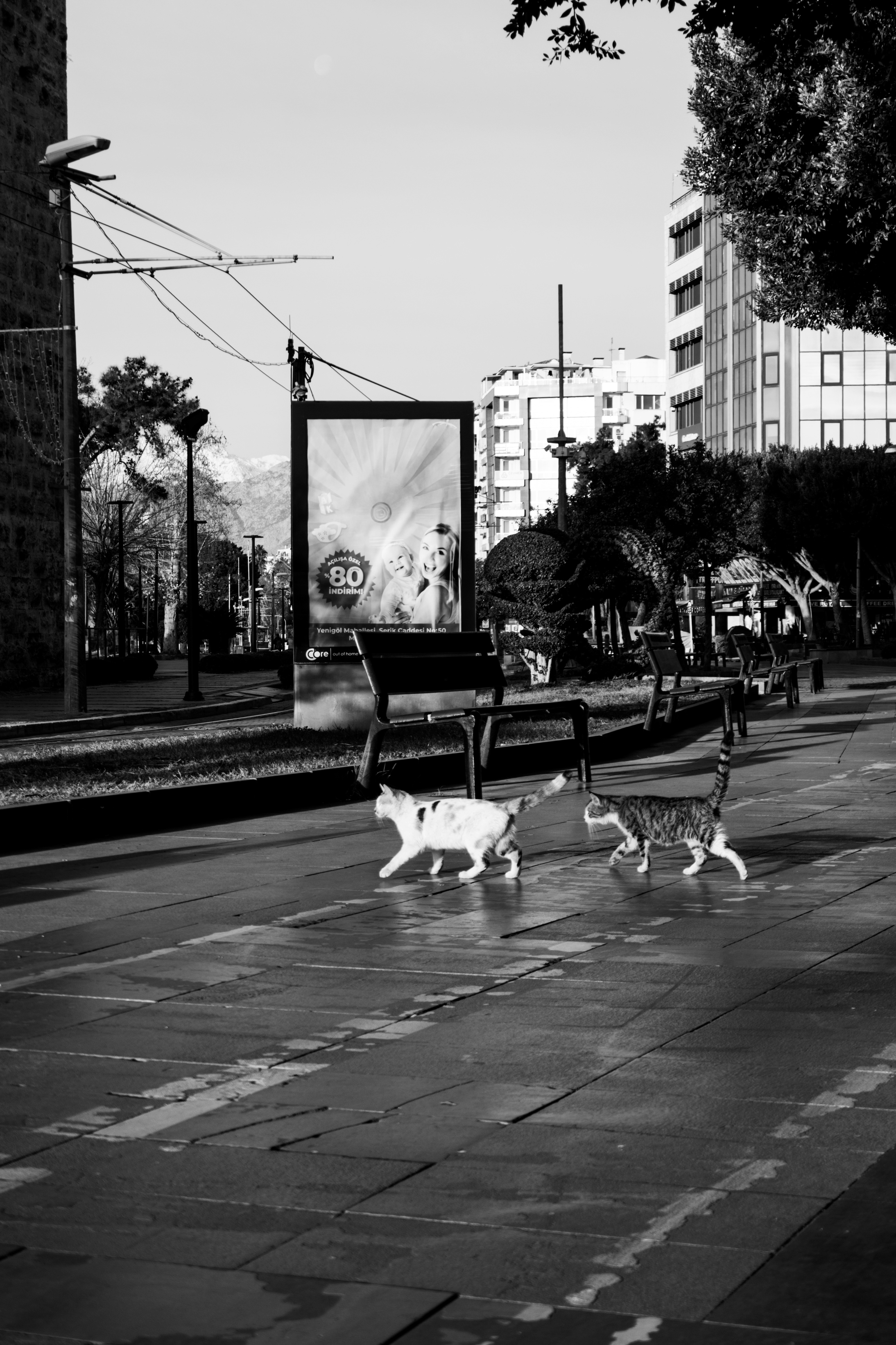Cats on the Quiet City Walk