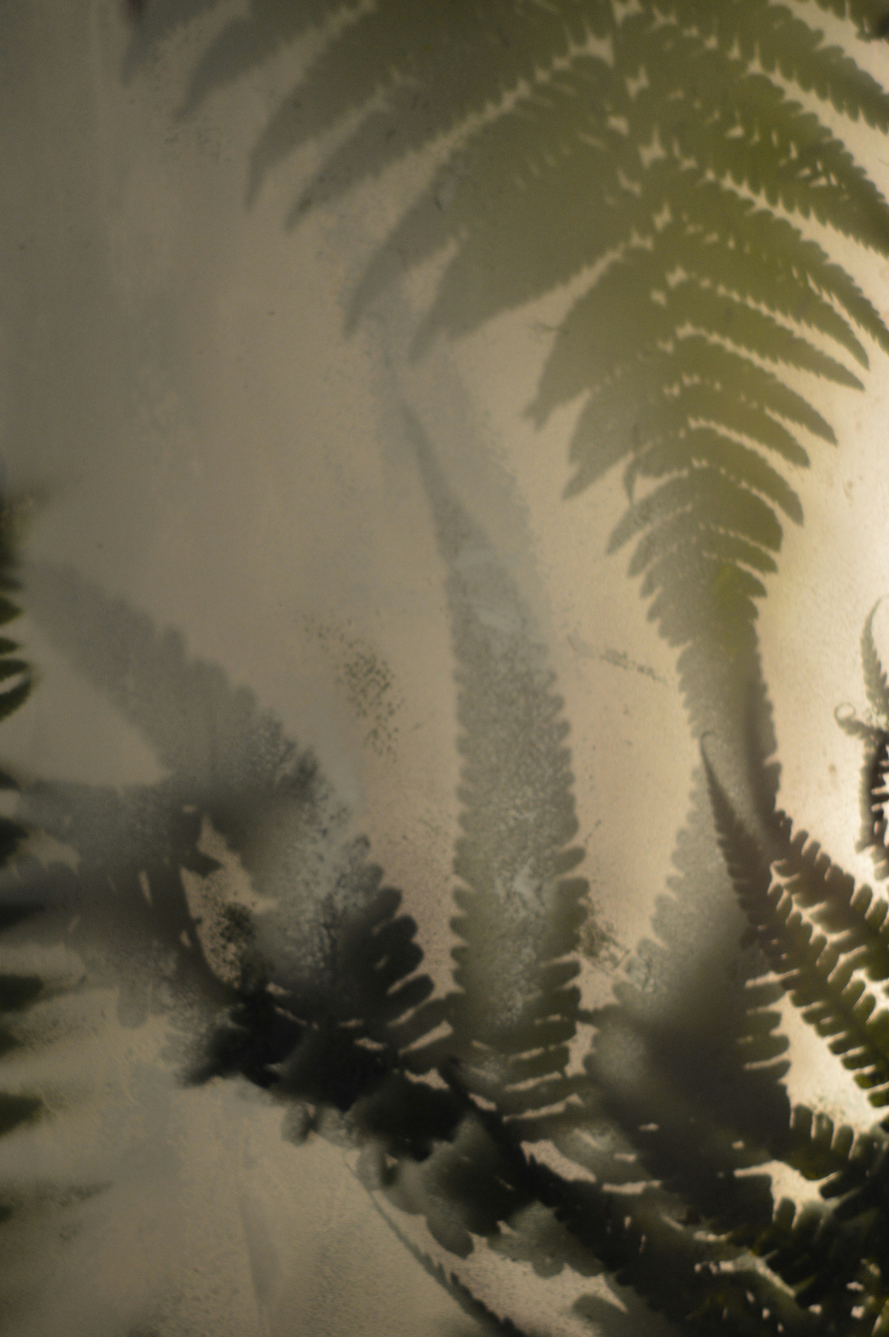 Fern Shadows on Fogged Glass