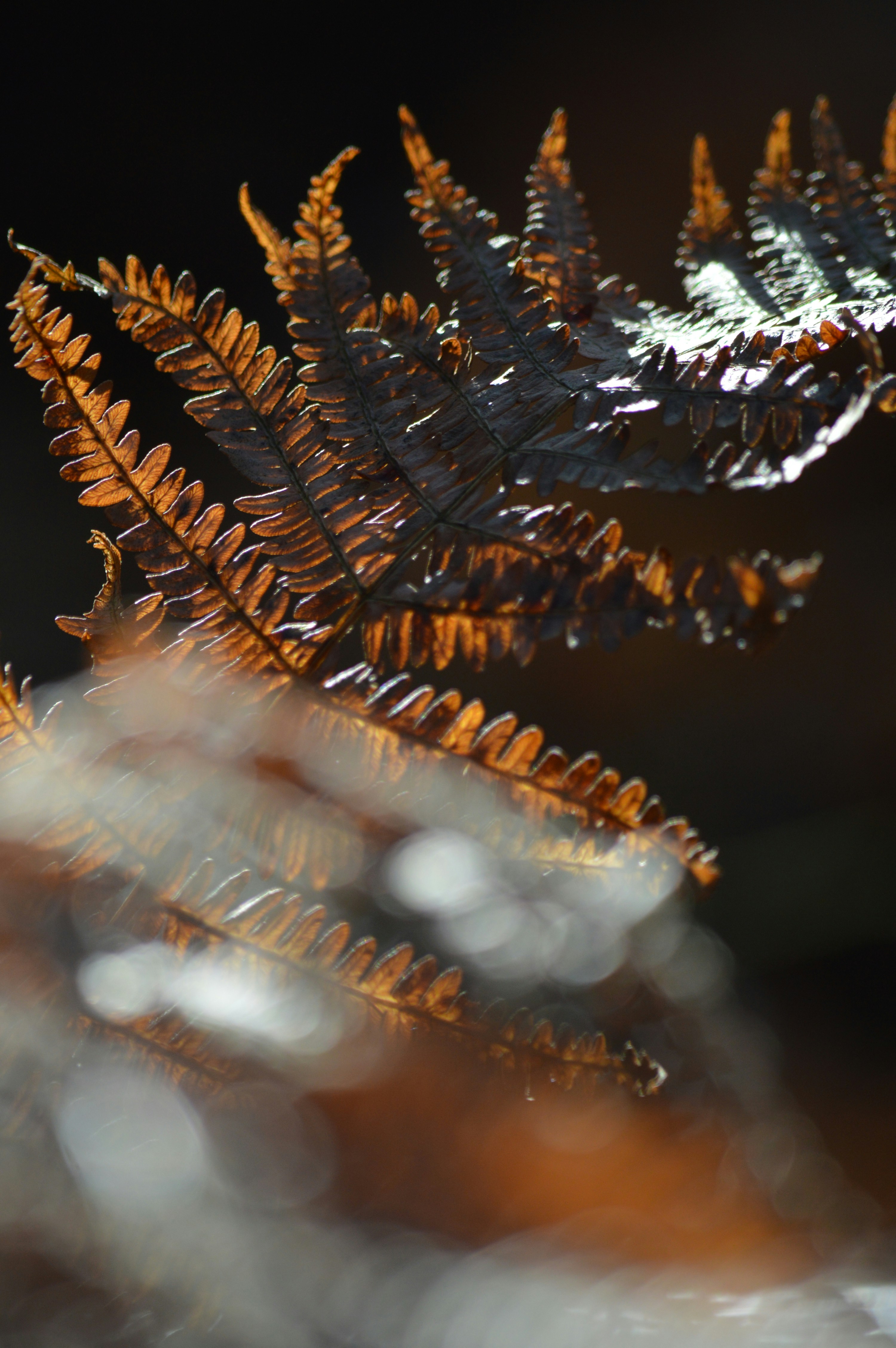 Golden Fronds in Focus: Sunlit Ferns in a Velvet Shadow