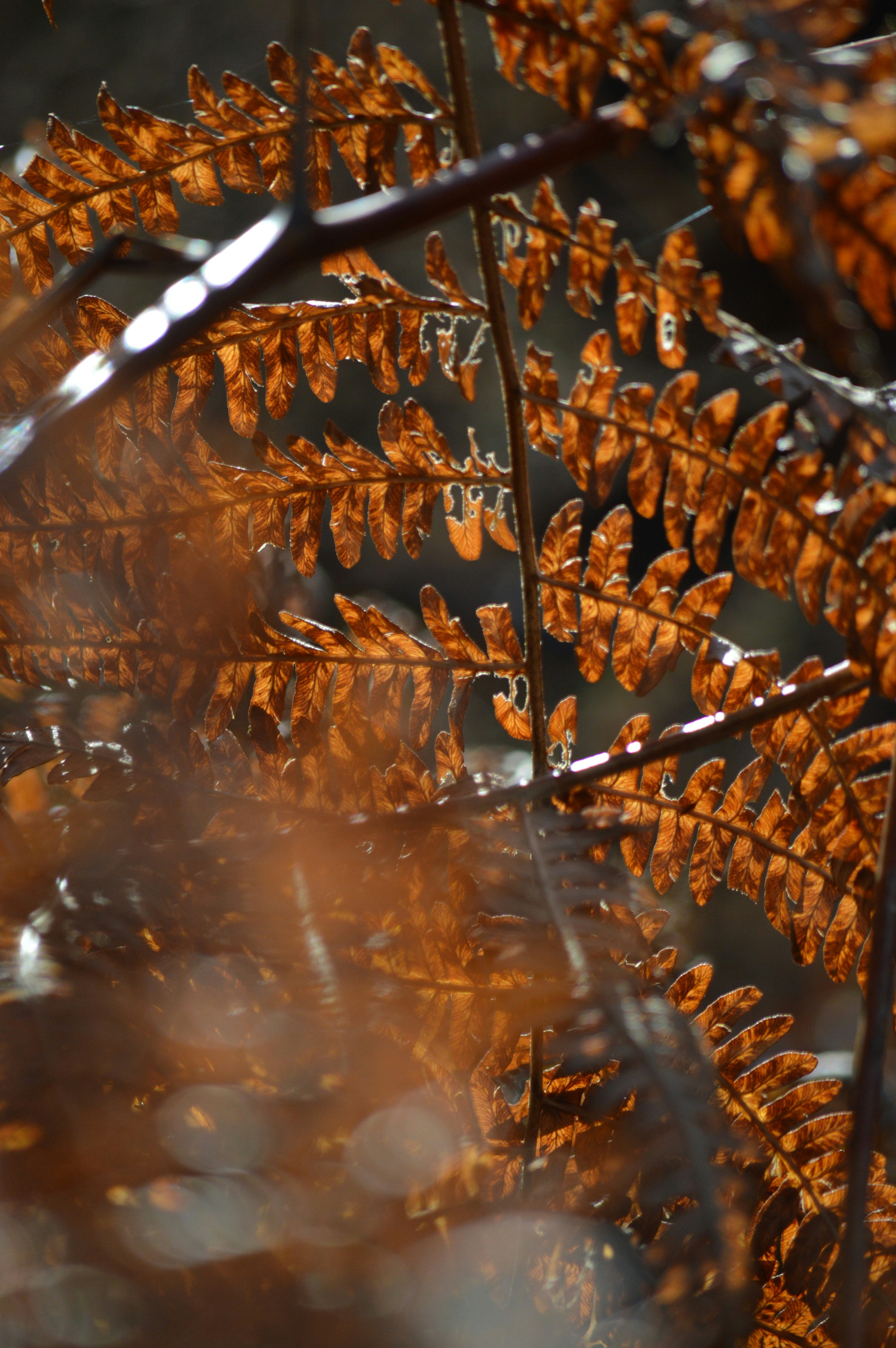 Autumn Ferns in Quiet Backlight
