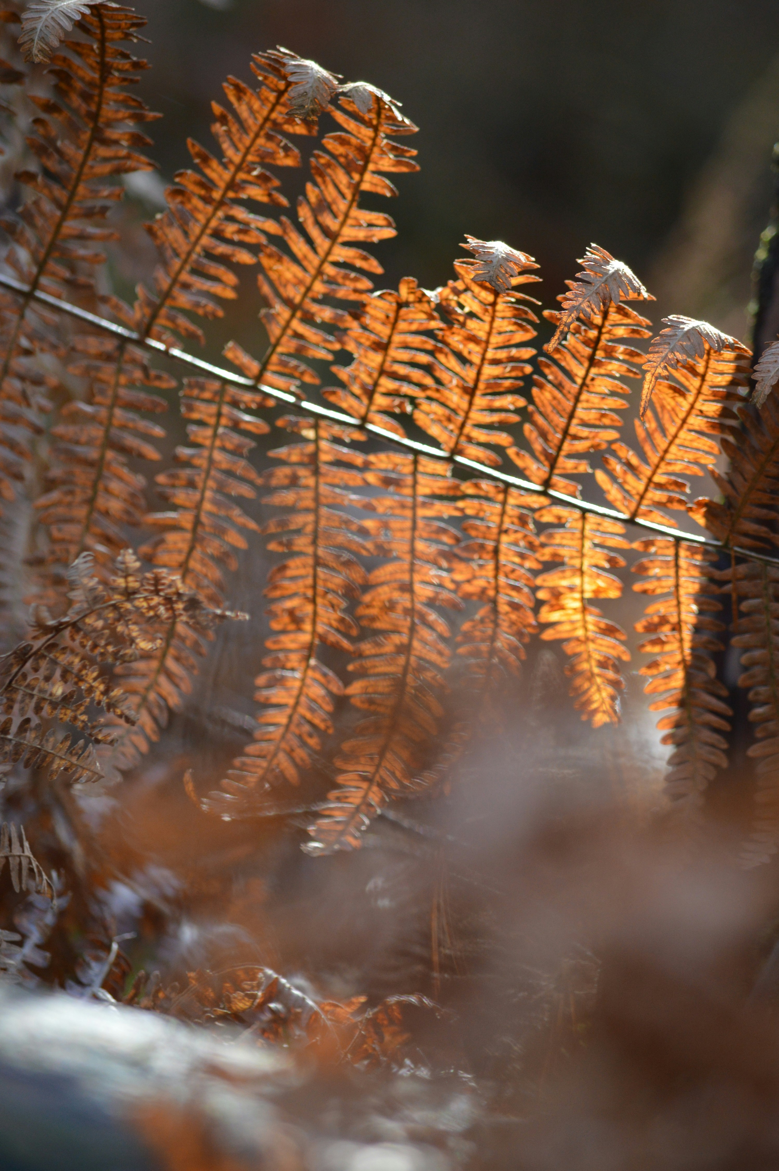 Sunlit Fern Blades in Autumn Glow