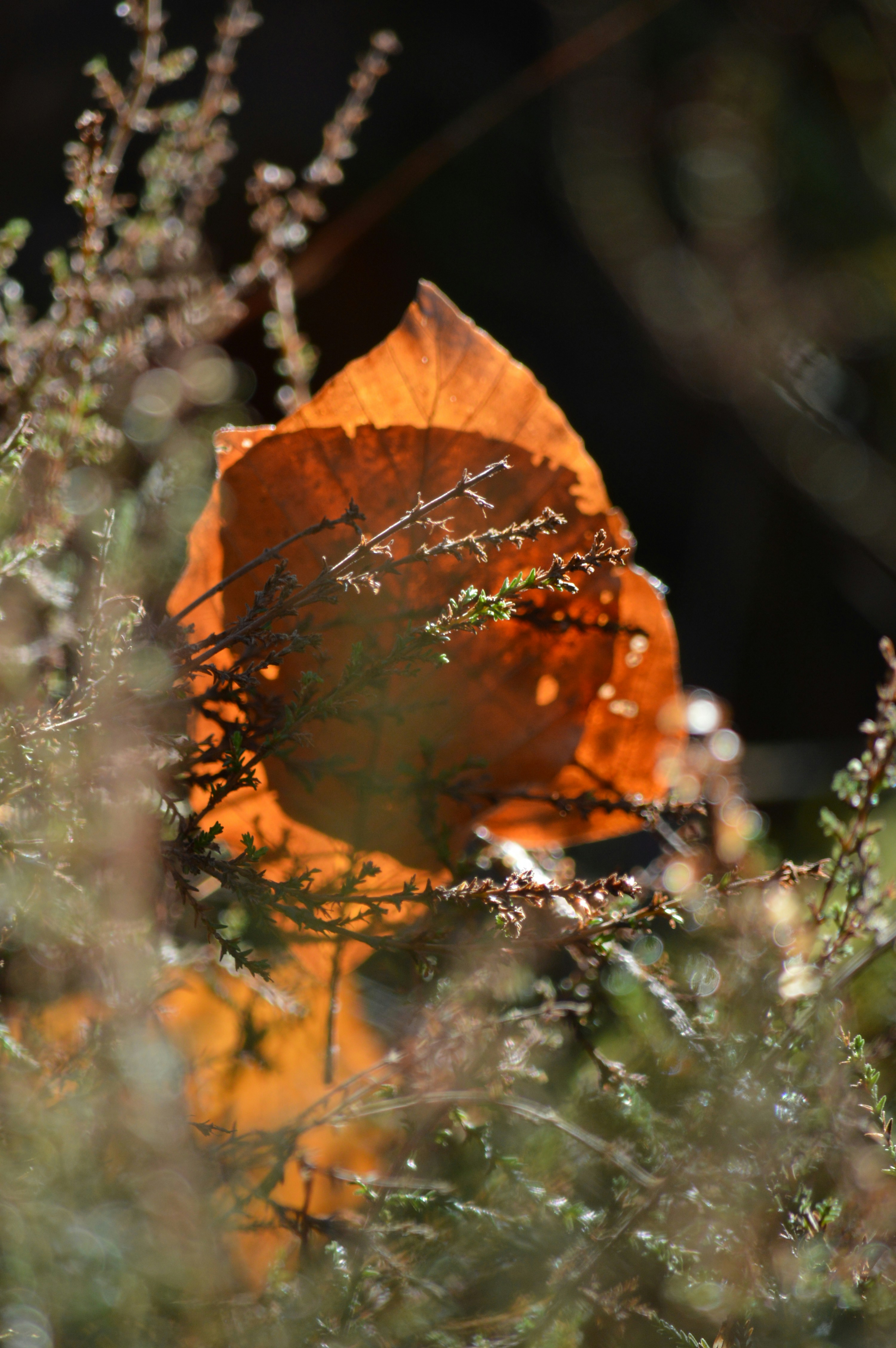 Autumn Leaf Peering Through Thicket in Dappled Sunlight