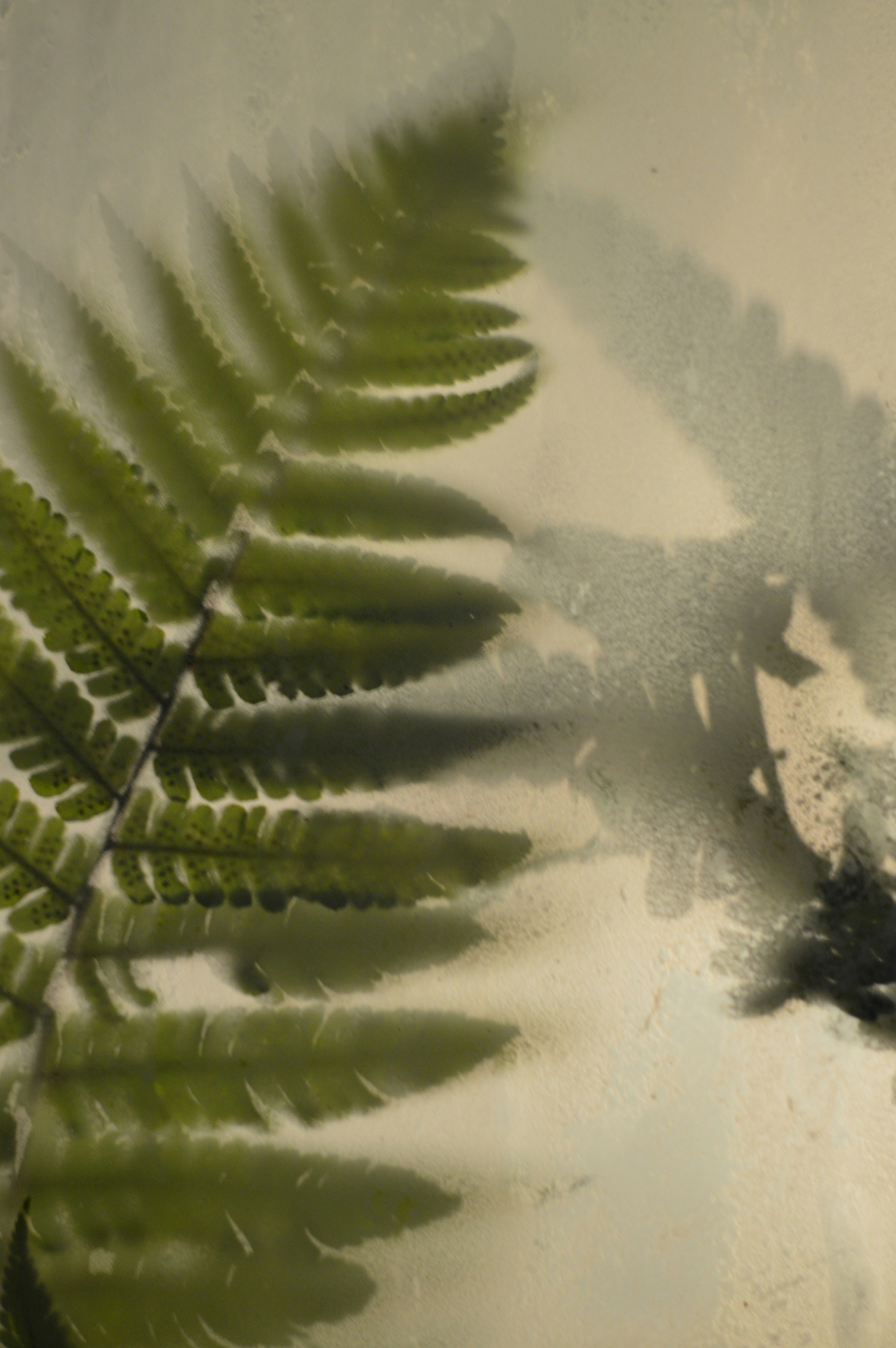 Fern Shadowplay on Frosted Glass