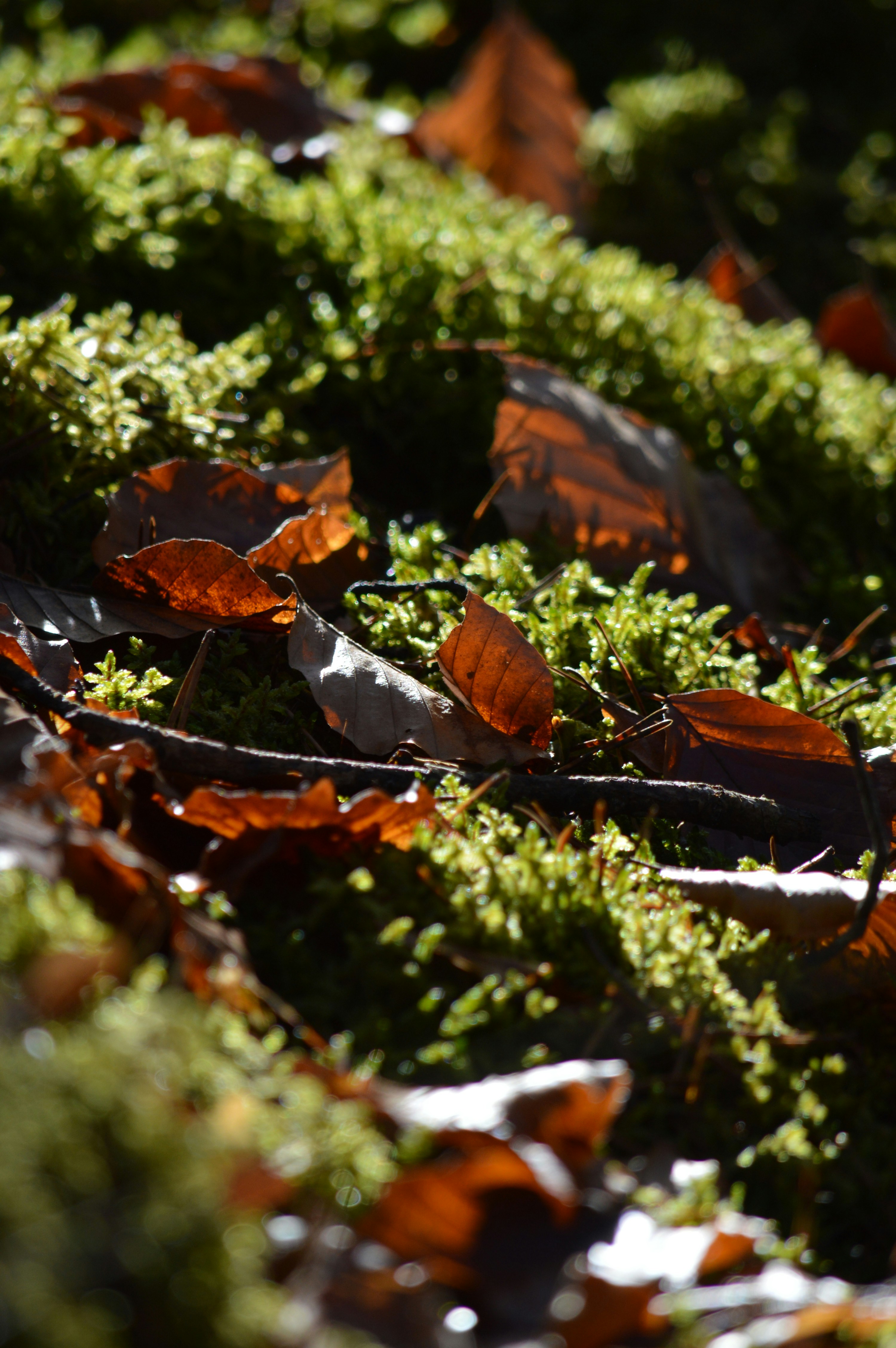 Sunny Forest Floor: Autumn Leaves Nestled in Moss