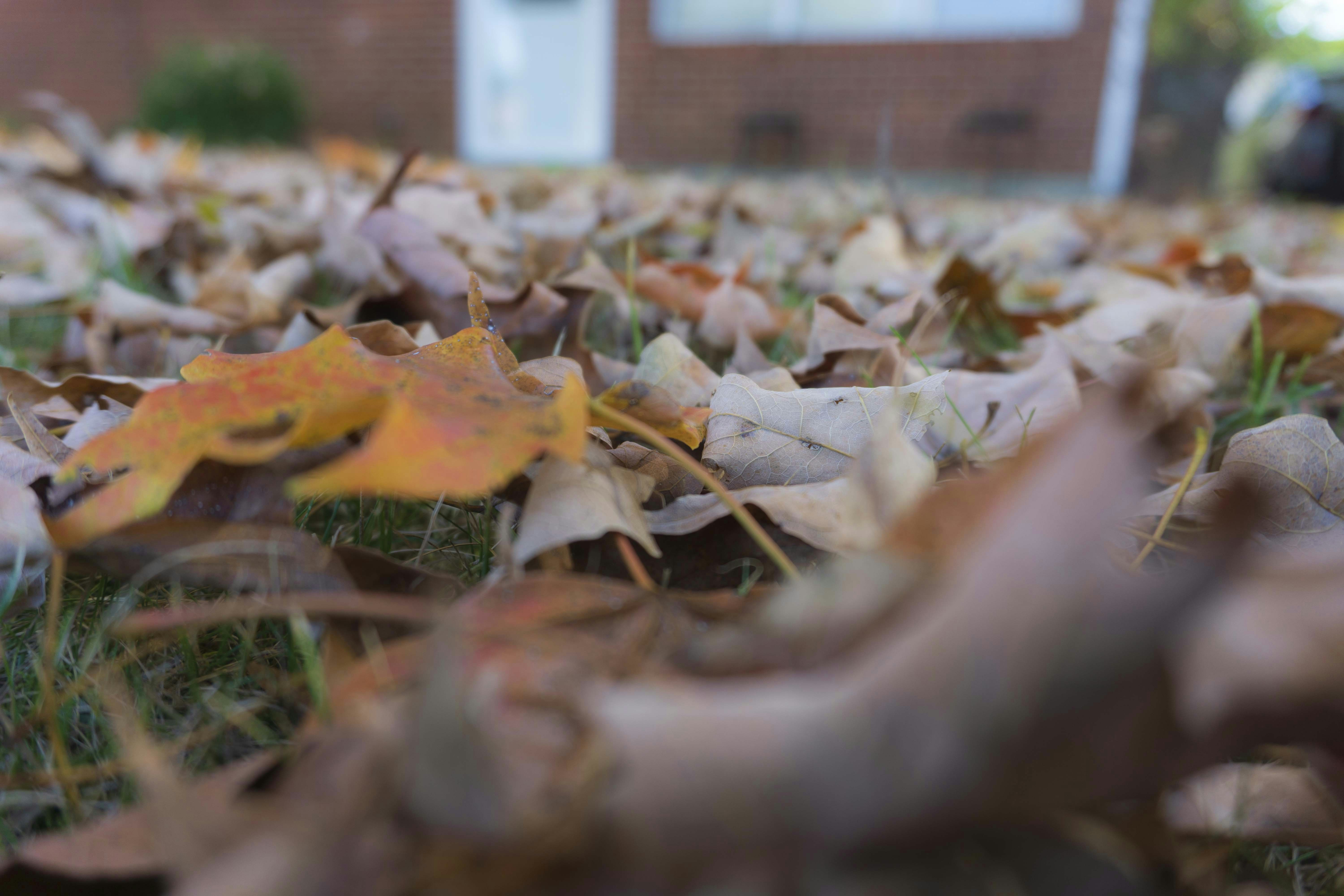 Low-Angle Autumn Carpet: Fallen Leaves With House in the Blur