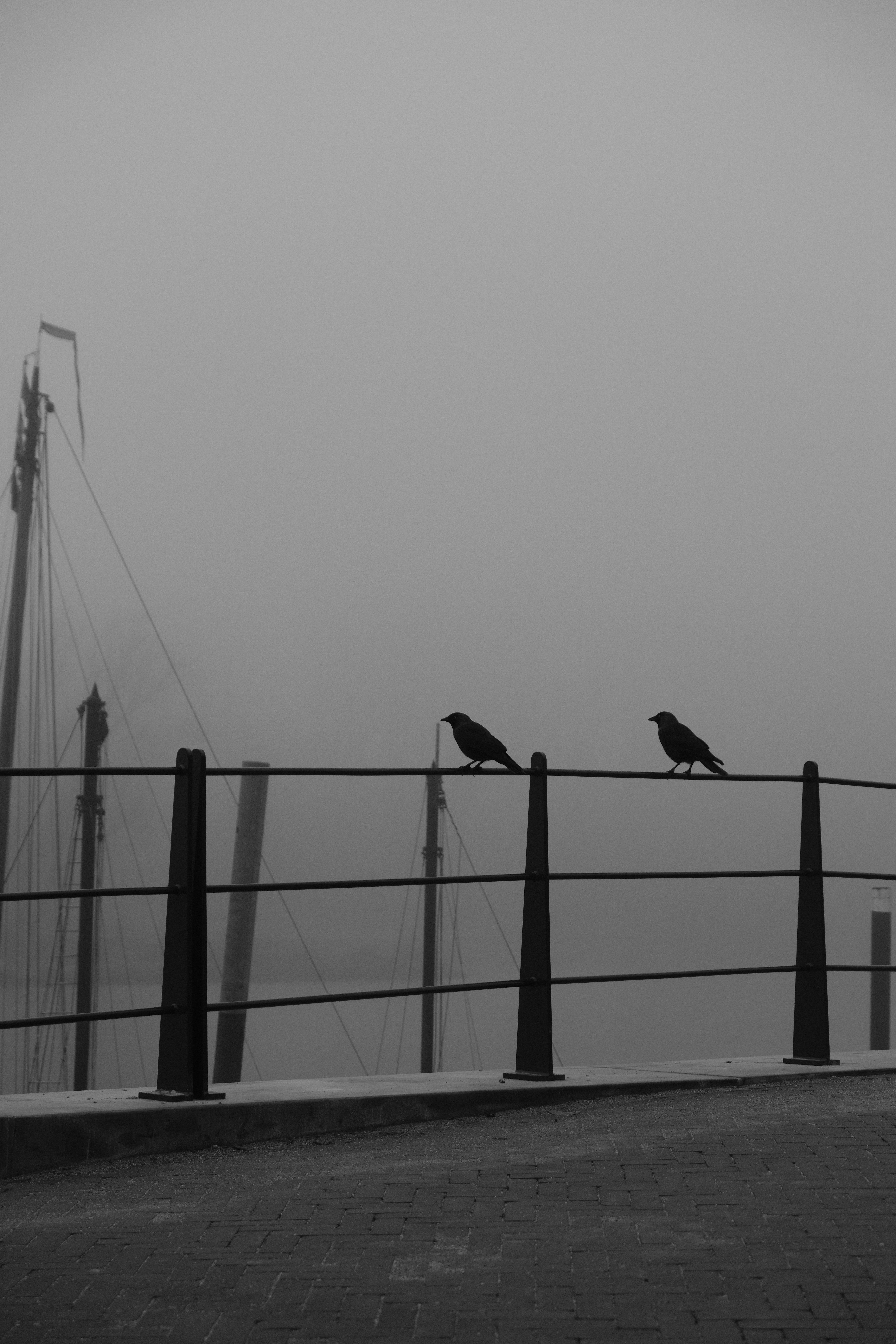 Two Crows on a Quiet Pier at Dusk