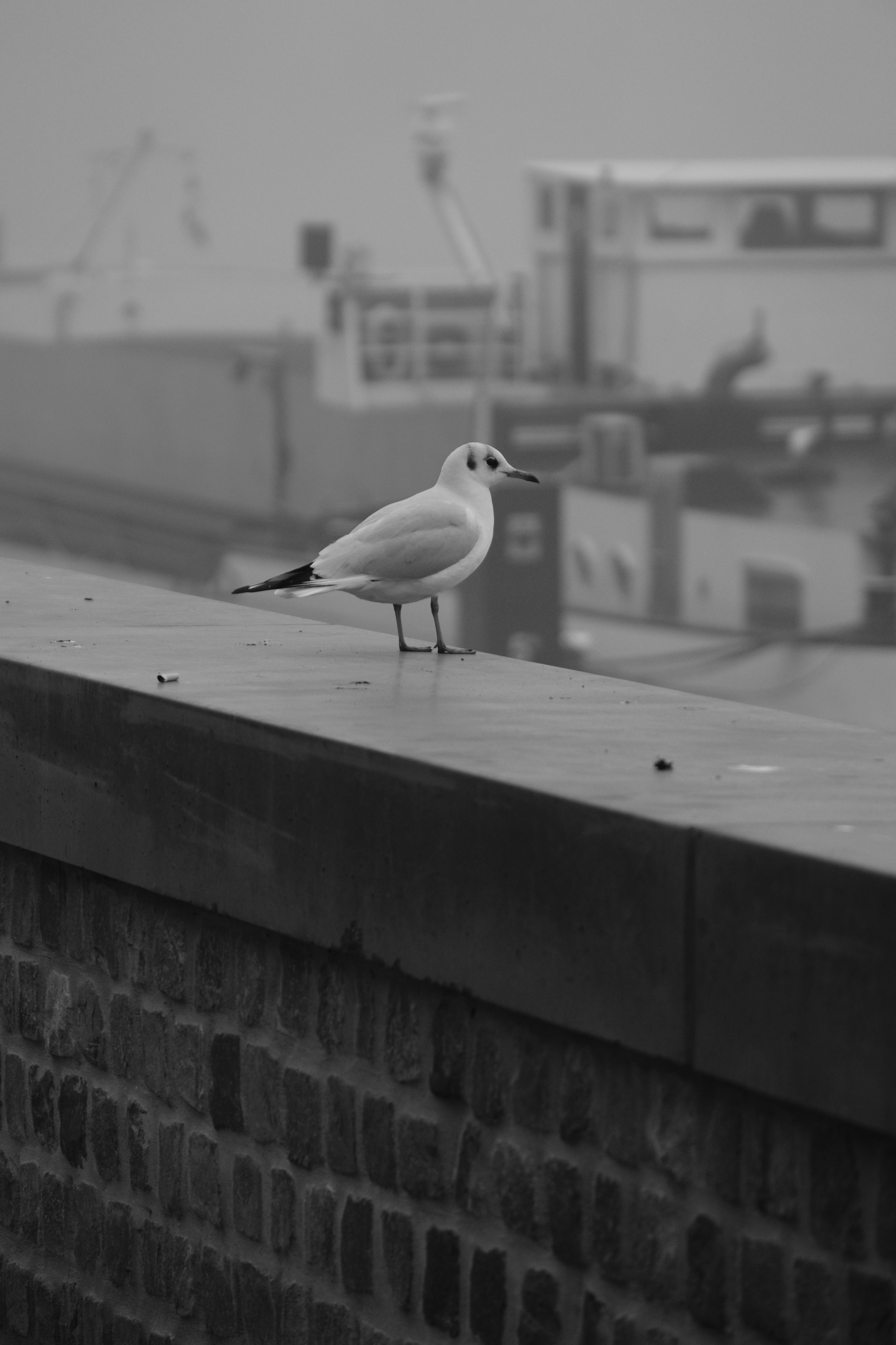 Alone on the Rooftop: A Seagull Amid the City Fog