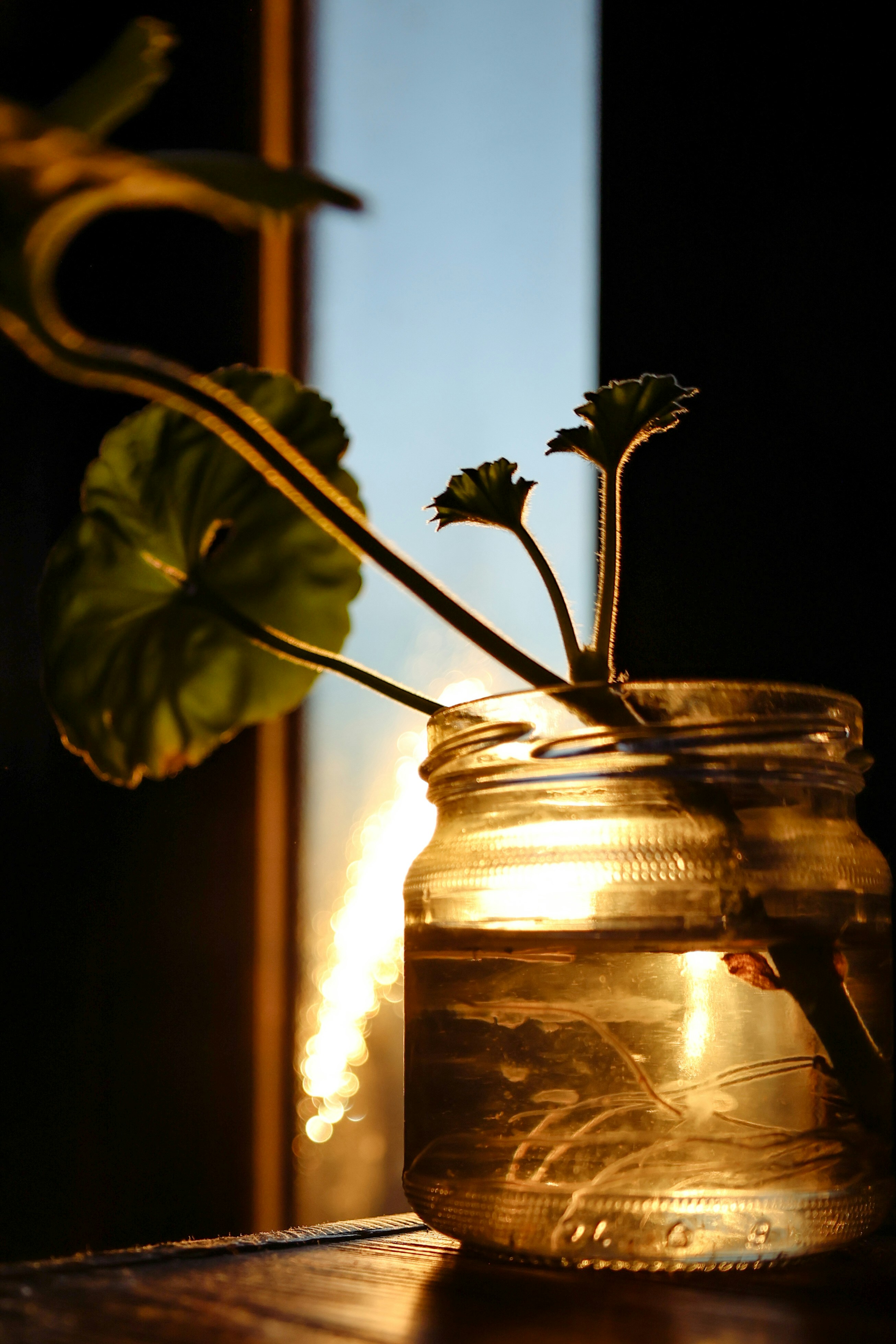 Glow in a Glass Jar: A Nighttime Plant Tribute