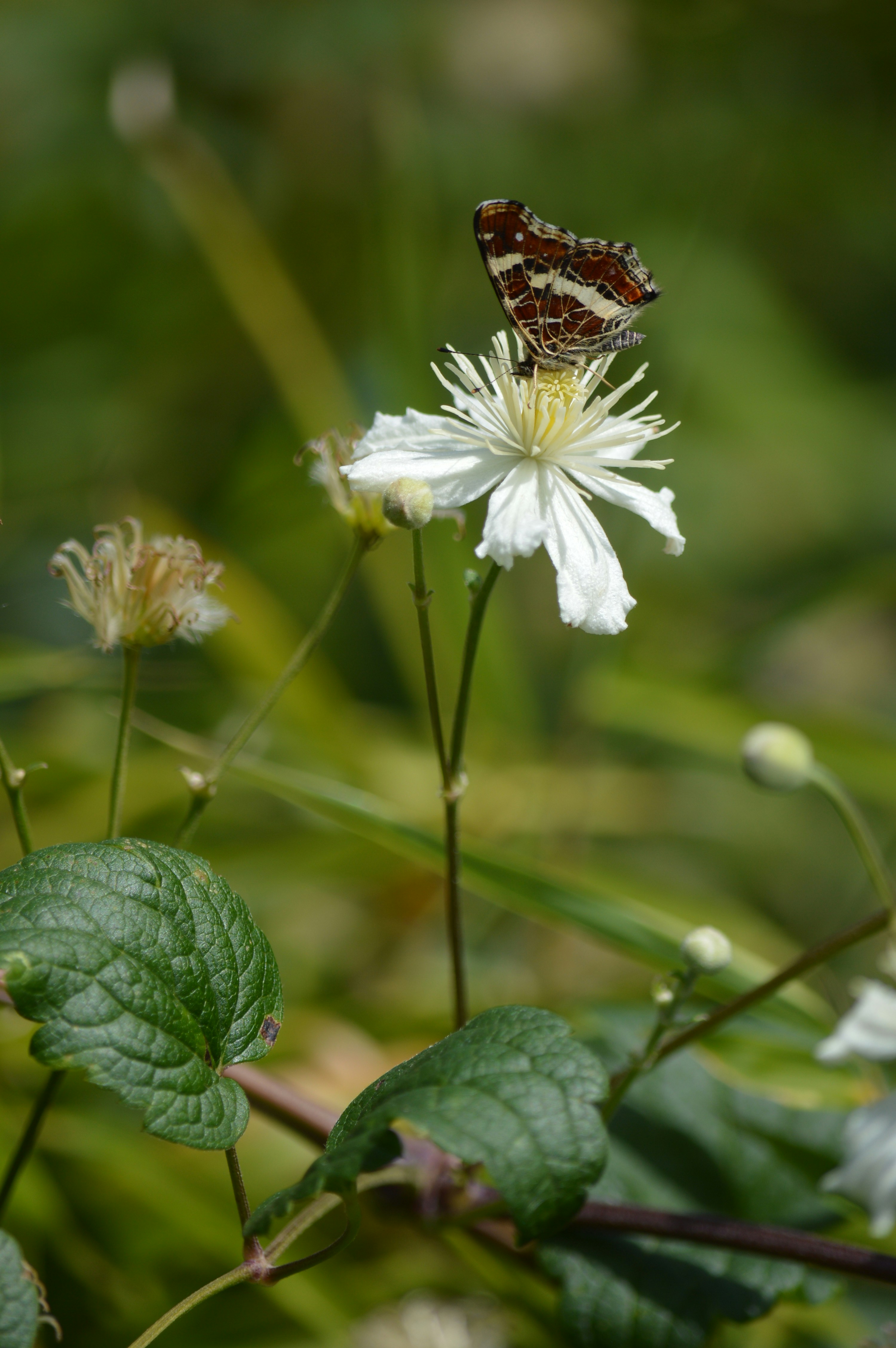 Butterfly on a White Daisy: Delicate Moment in a Green Glass Meadow