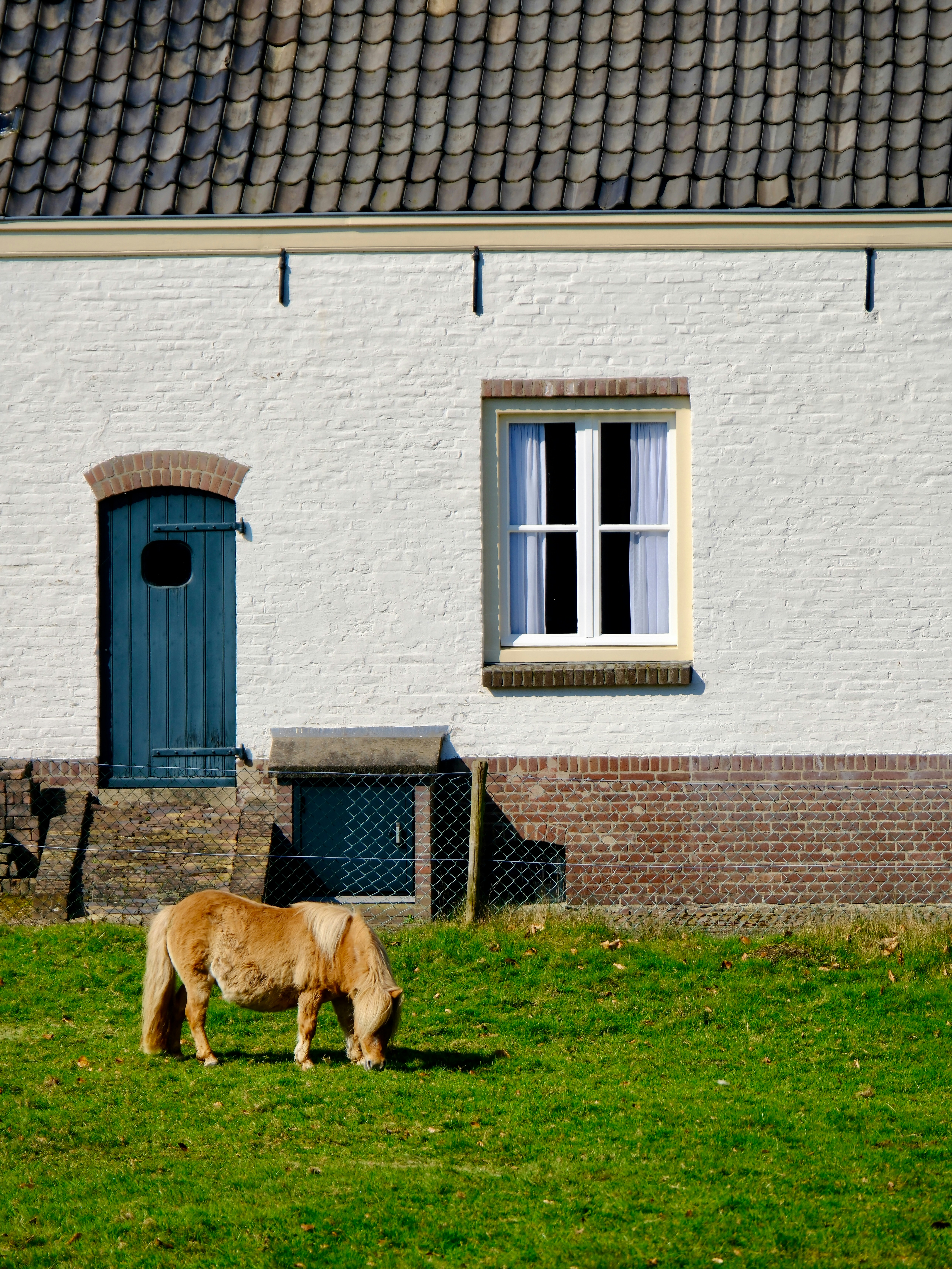 Pastoral Quiet: A Golden Pony Beneath a Sturdy Brick Cottage