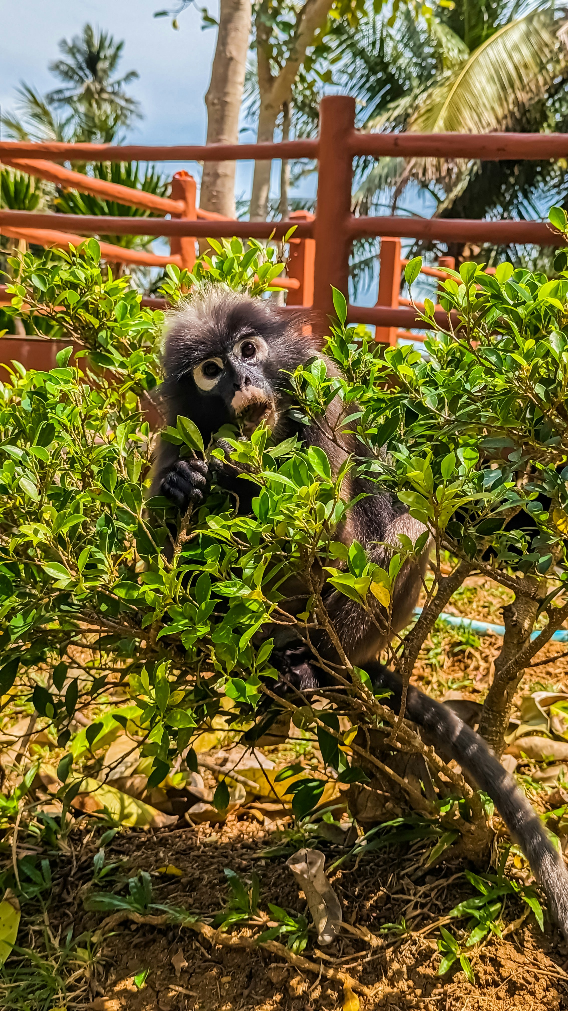 Curious Gibbon Amid the Greenery by the Caribbean Railings