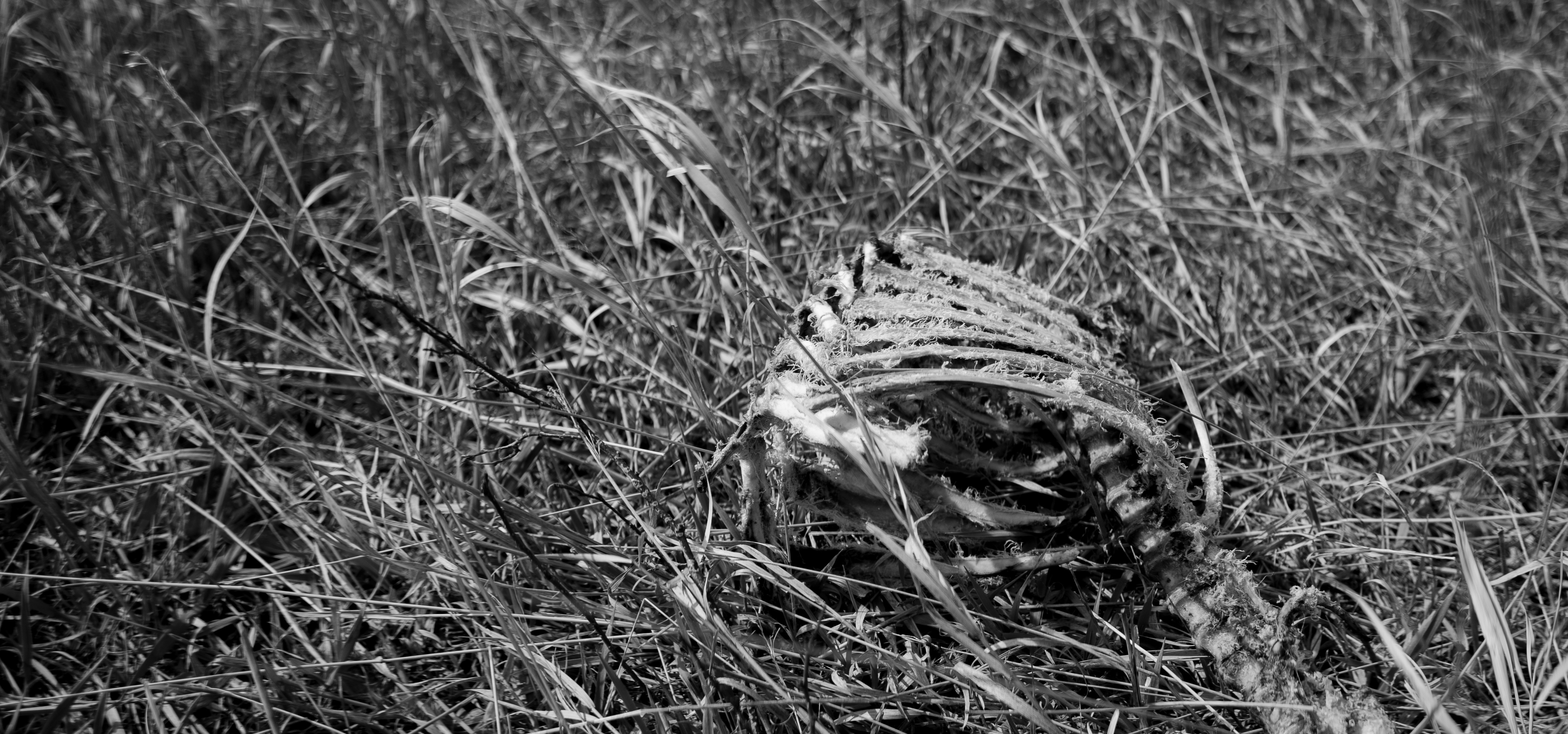 Hidden Spine: A Decaying Pinecone Quietly Resting in Grasses
