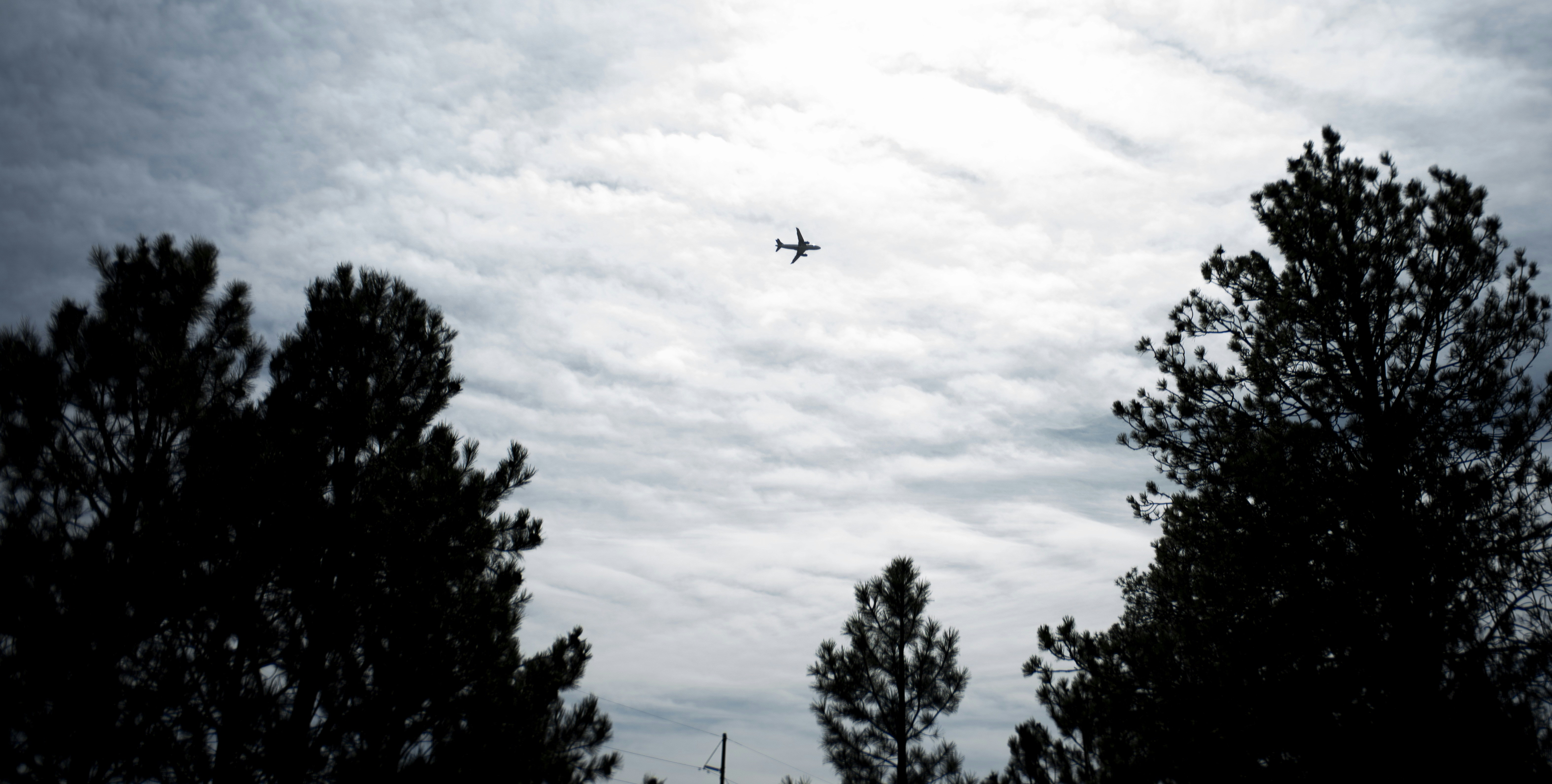 Sky Courser: A Lone Plane Above the Pines