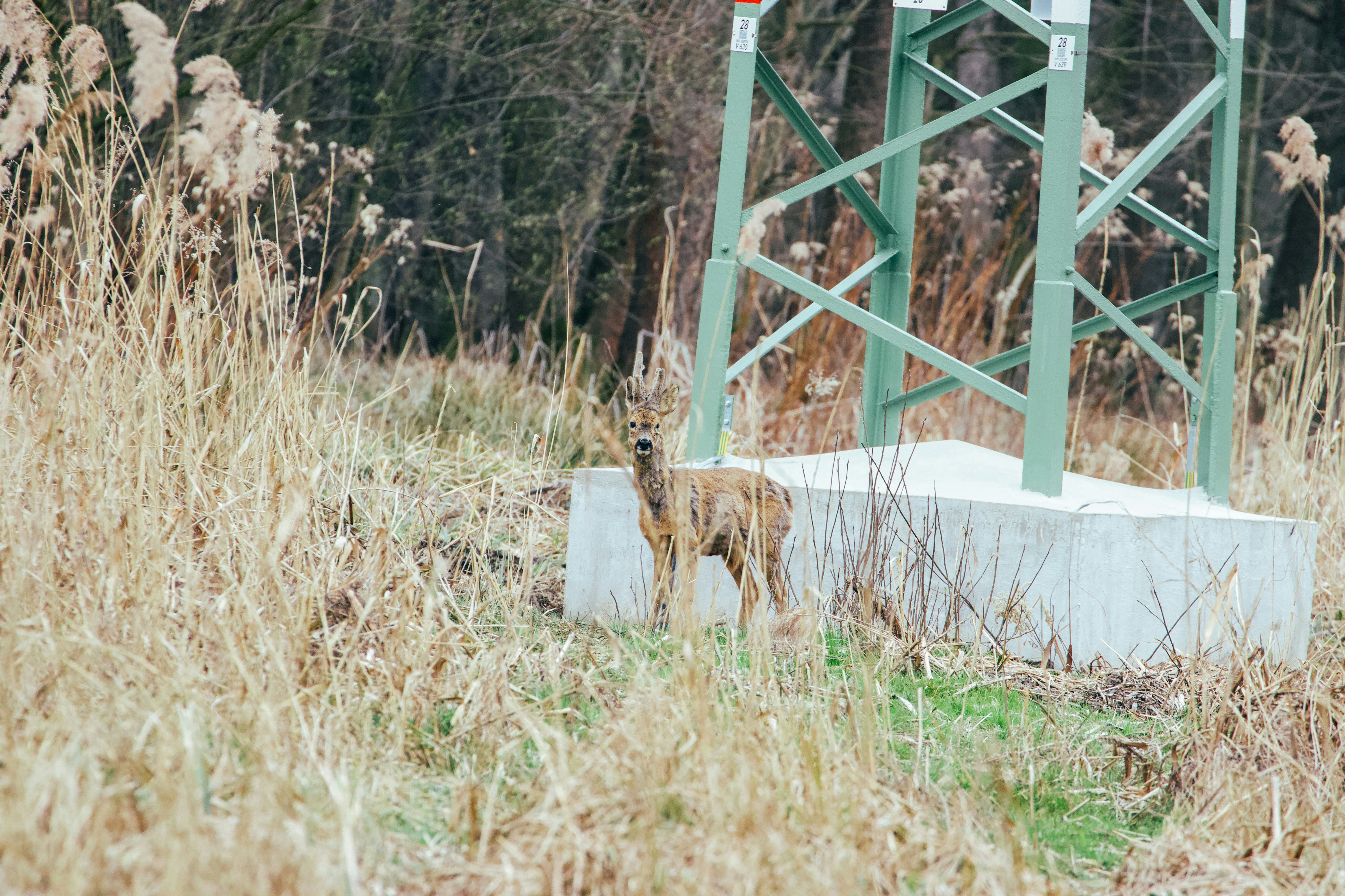 Deer Beneath the Tower: Quiet Edge of the Field
