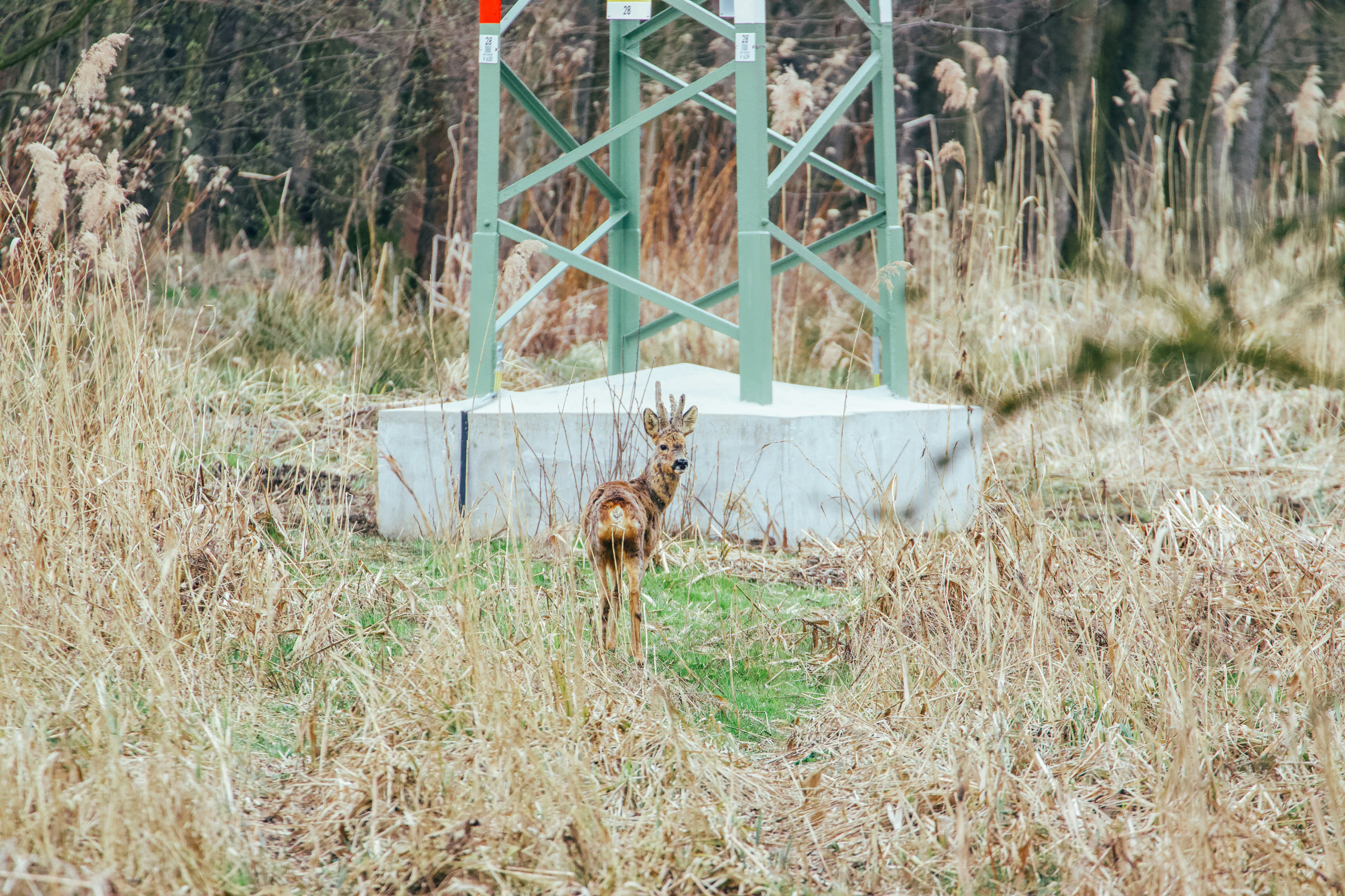 Wild Deer Emerges from the Tall Grass in a Field with Industrial Structure Spotlight