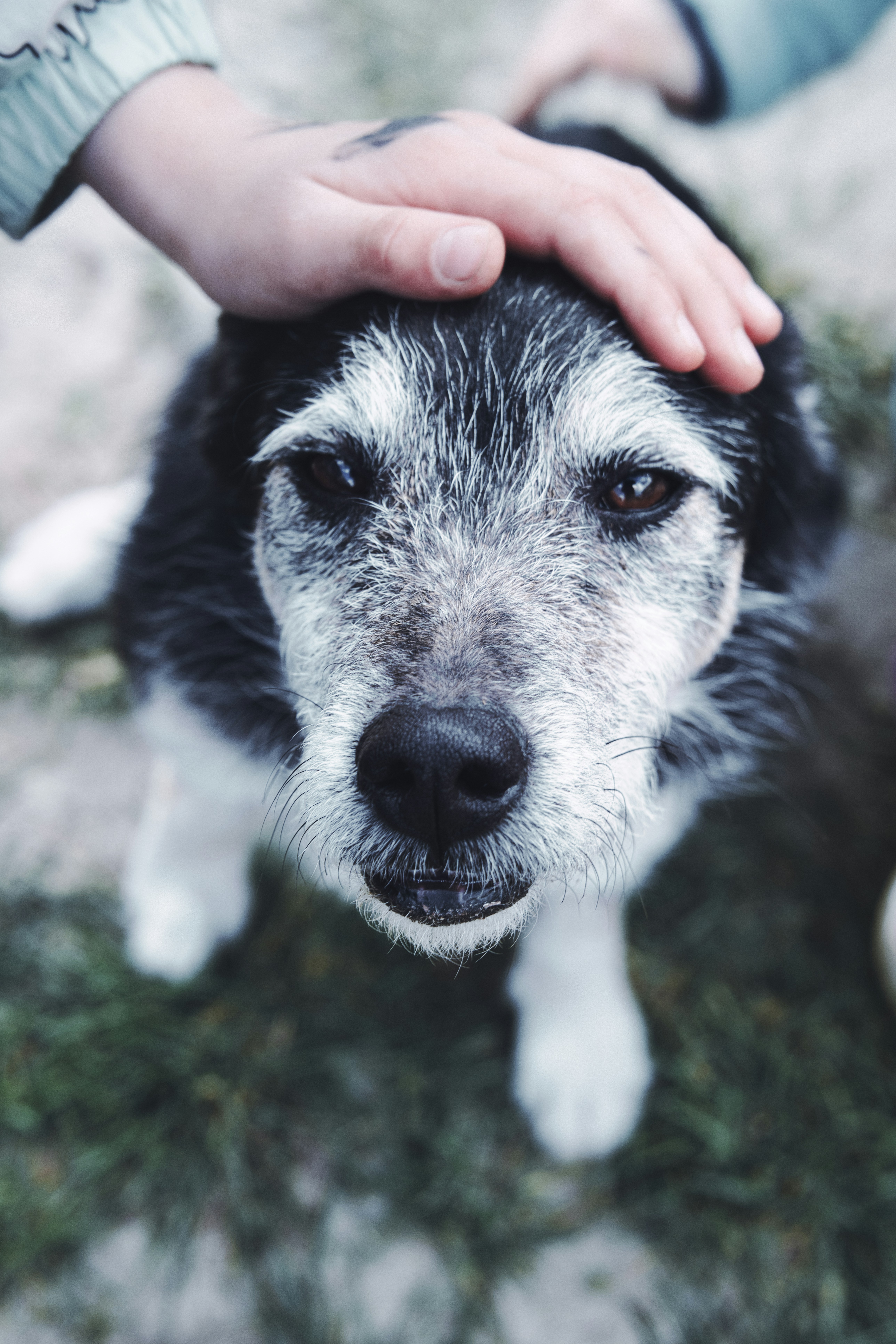 Gentle Coaxing: A Dog Receives a Calm Moment of Trust