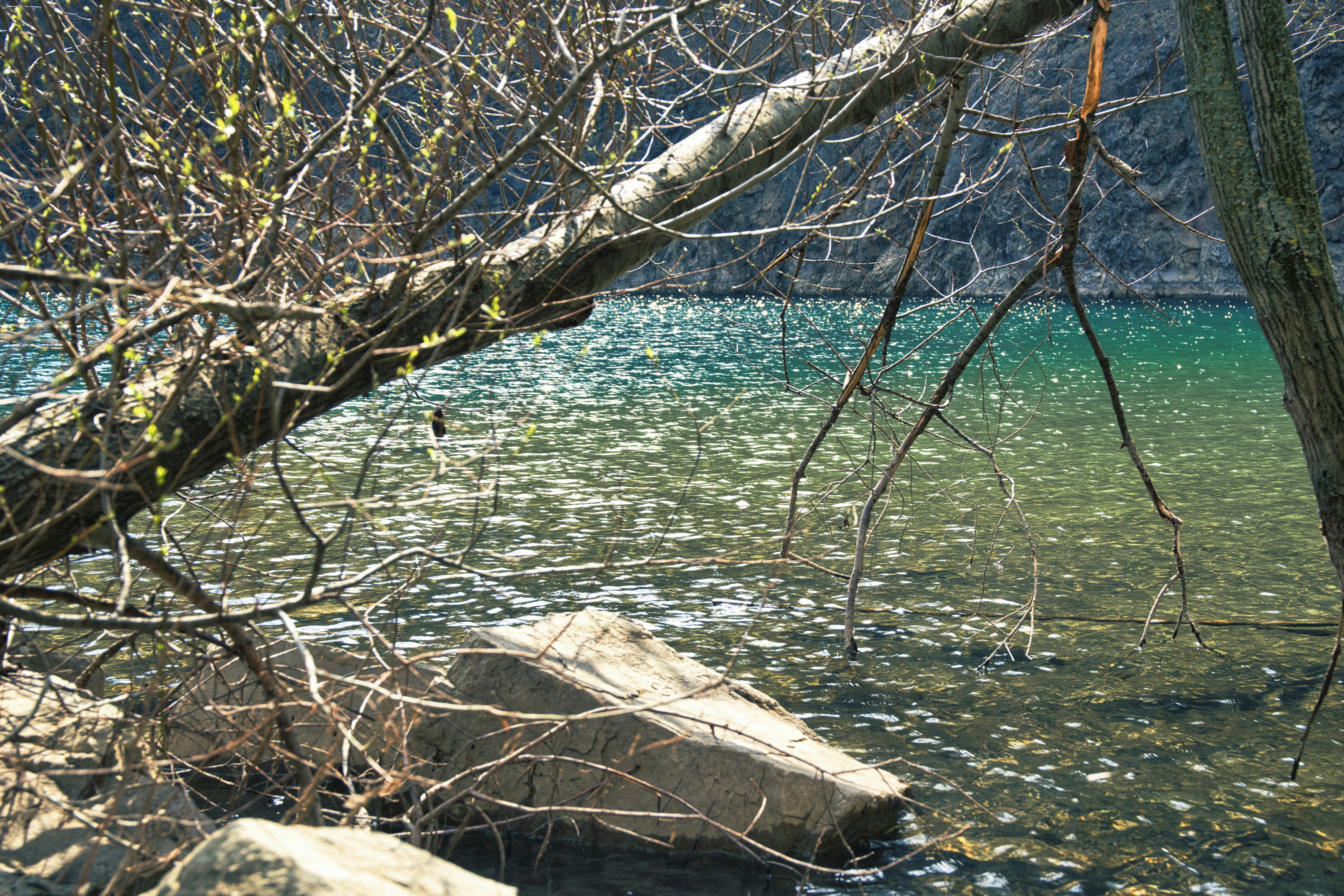 Quiet Lake Edge: Sunlit Streamer of Aged Branches and Mossy Rocks