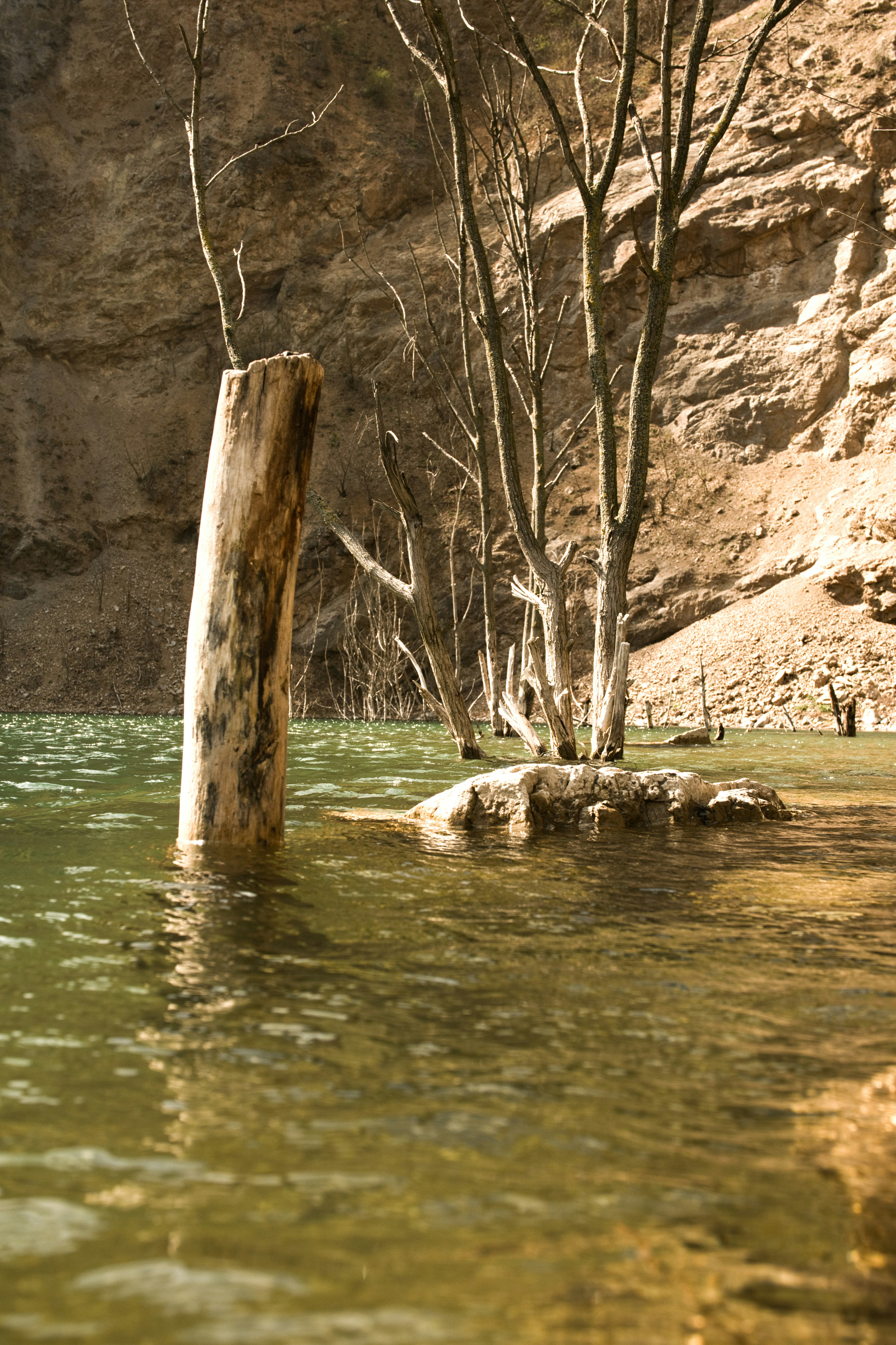 Still Water, Silent Tree Stumps: A Quiet Cliffside Oasis