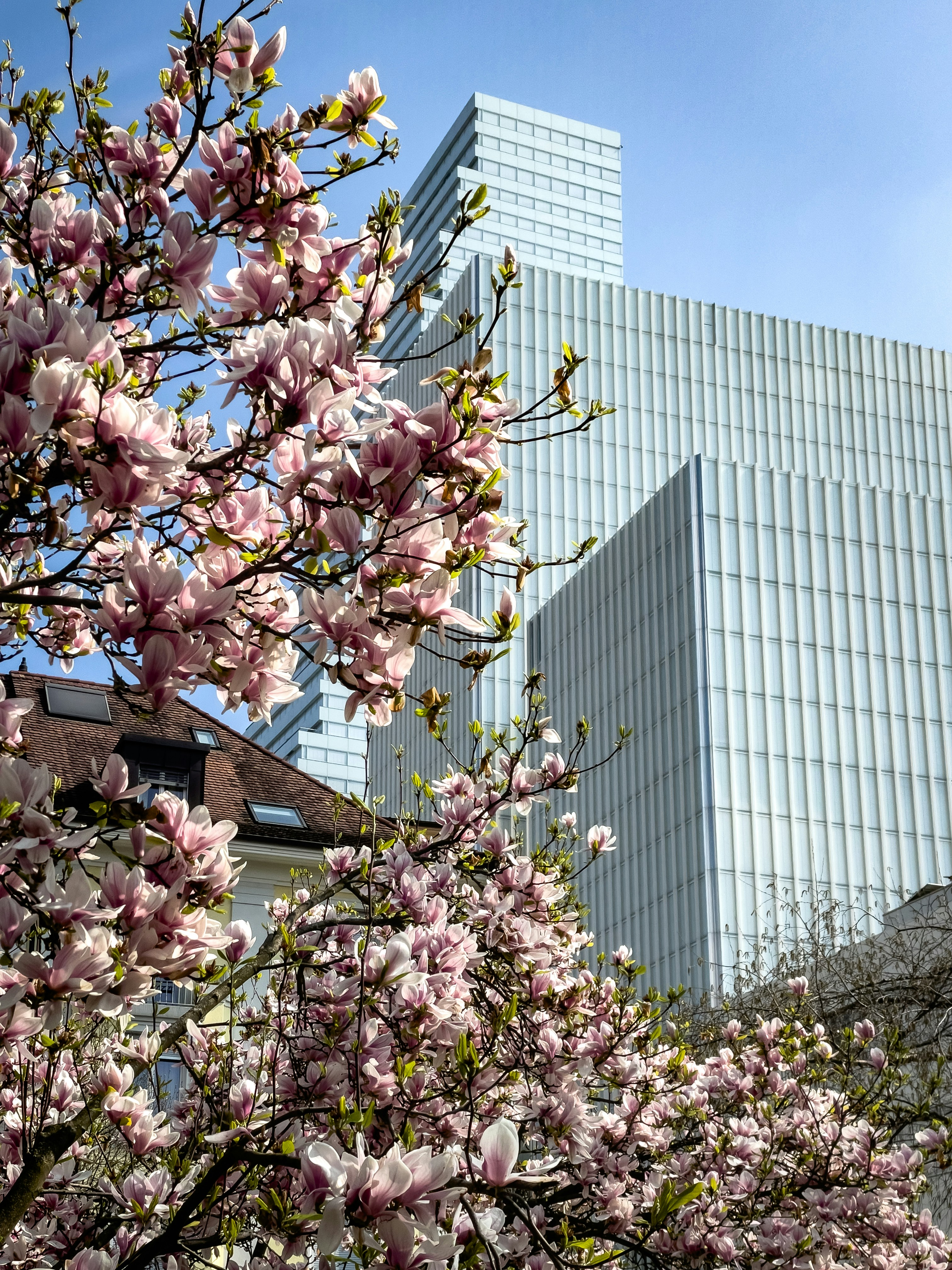 Blooming Glass Facades: Pink Petals Before a City Skyline